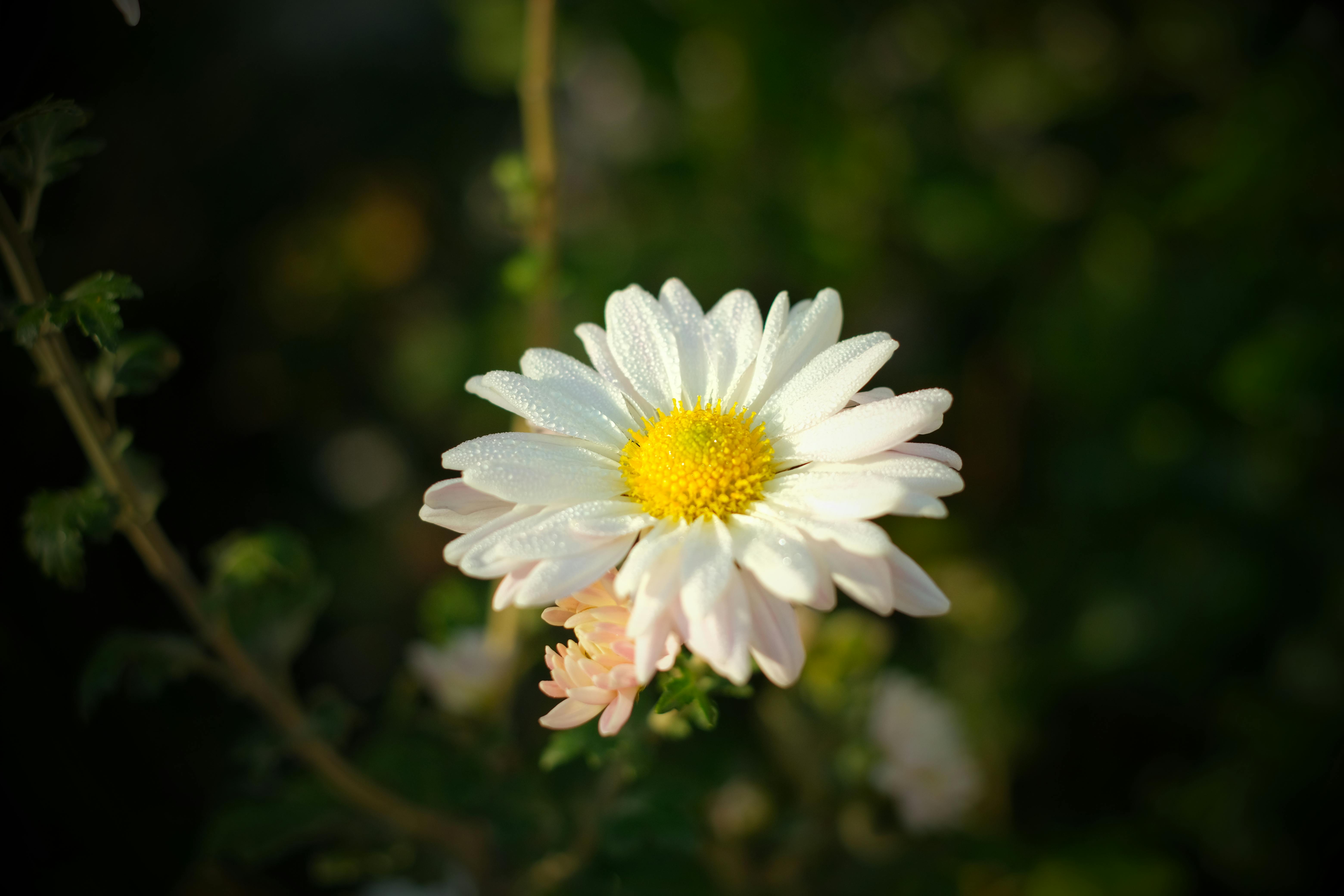 Close-Up of Dew-Kissed Daisy Blooming Outdoors · Free Stock Photo