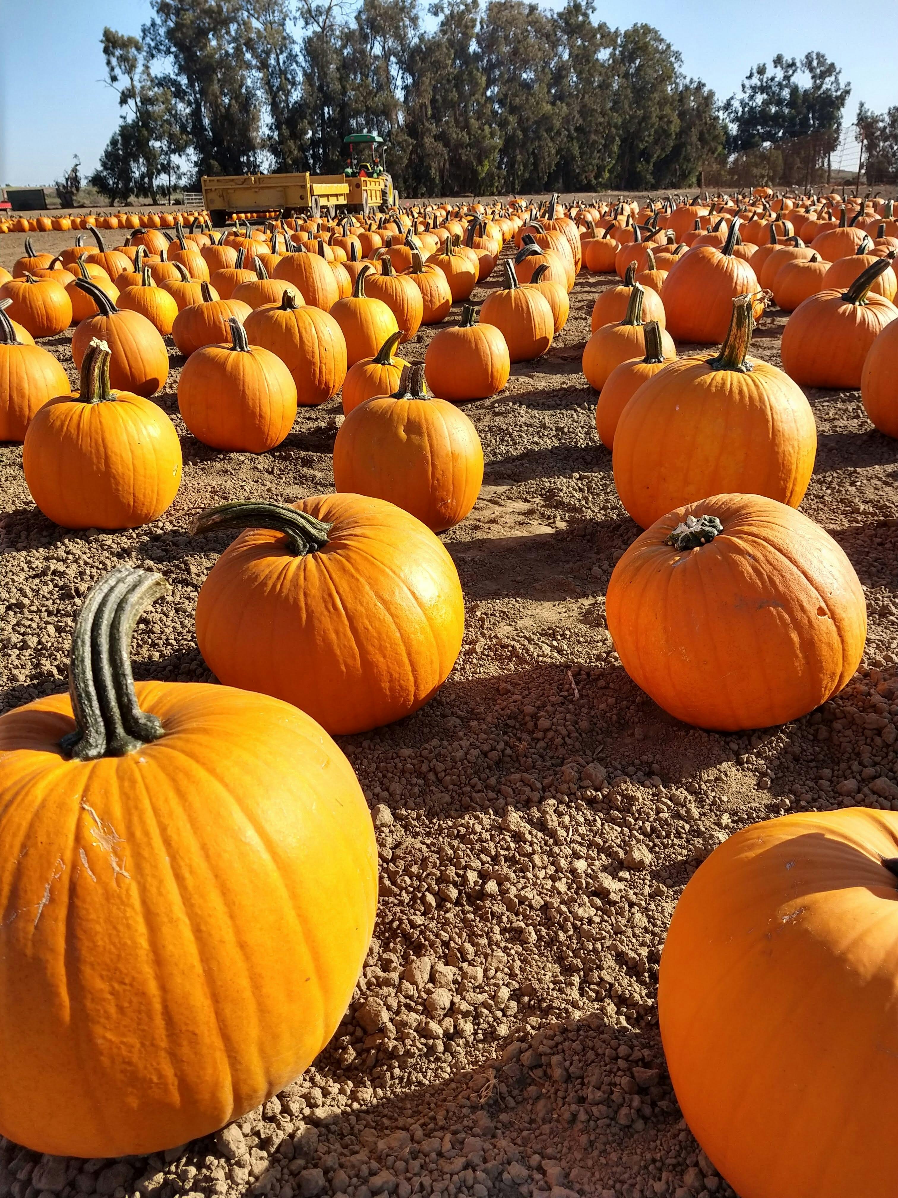 Pumpkin on Brown Wooden Surface · Free Stock Photo