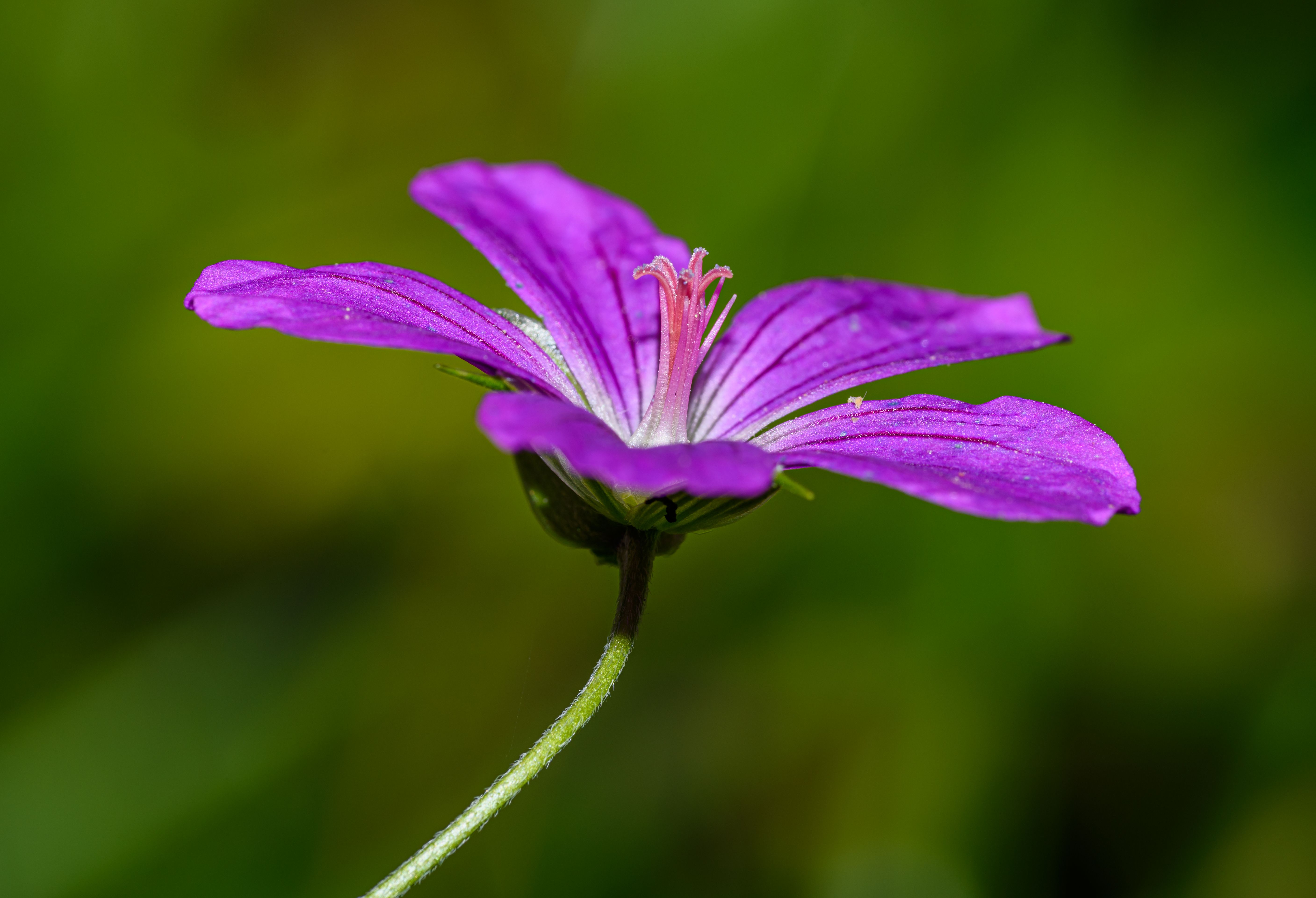Vibrant Purple Marsh Cranesbill Flower Close-up · Free Stock Photo