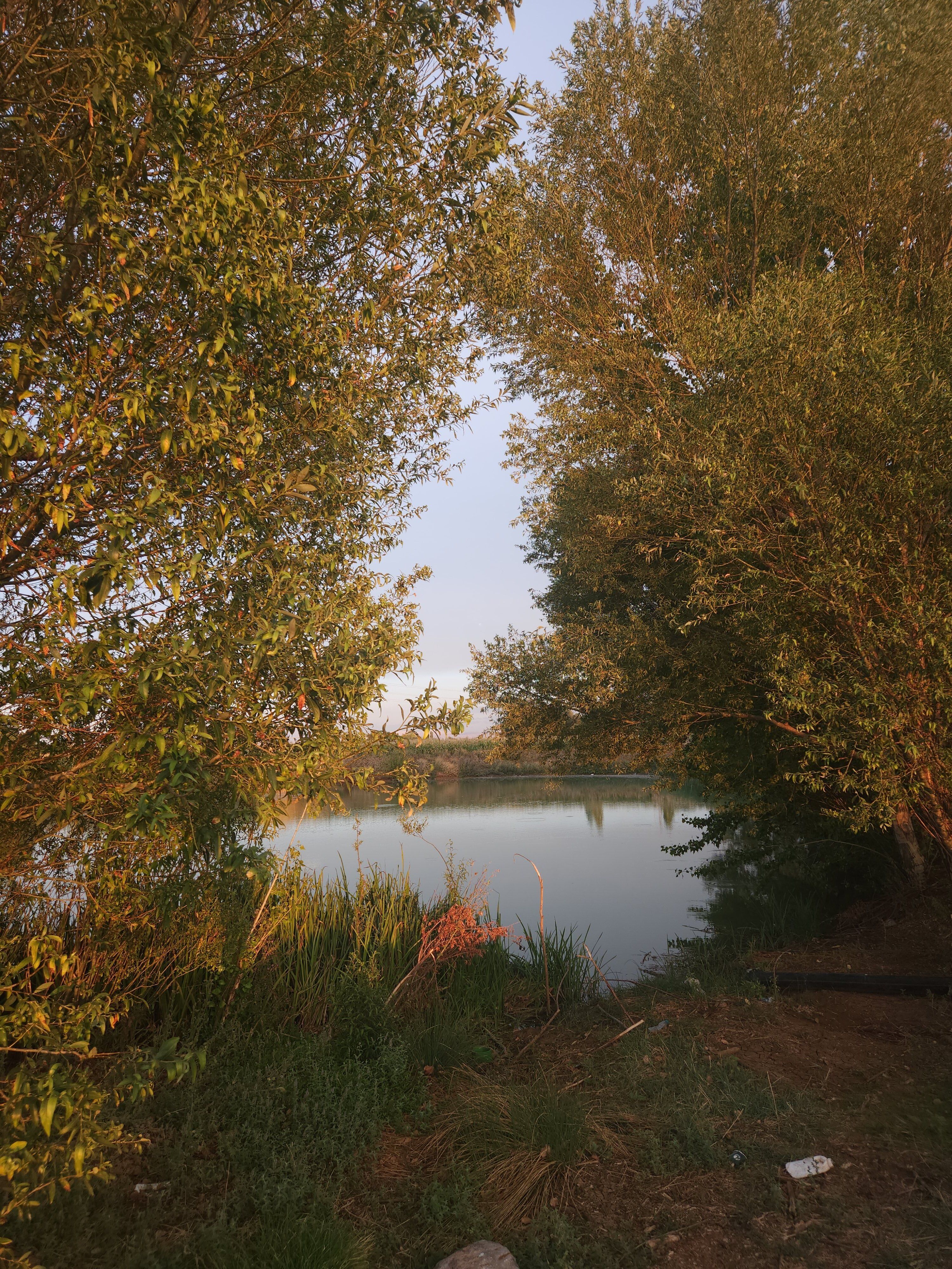 Peaceful Lakeside View Framed by Lush Green Trees · Free Stock Photo