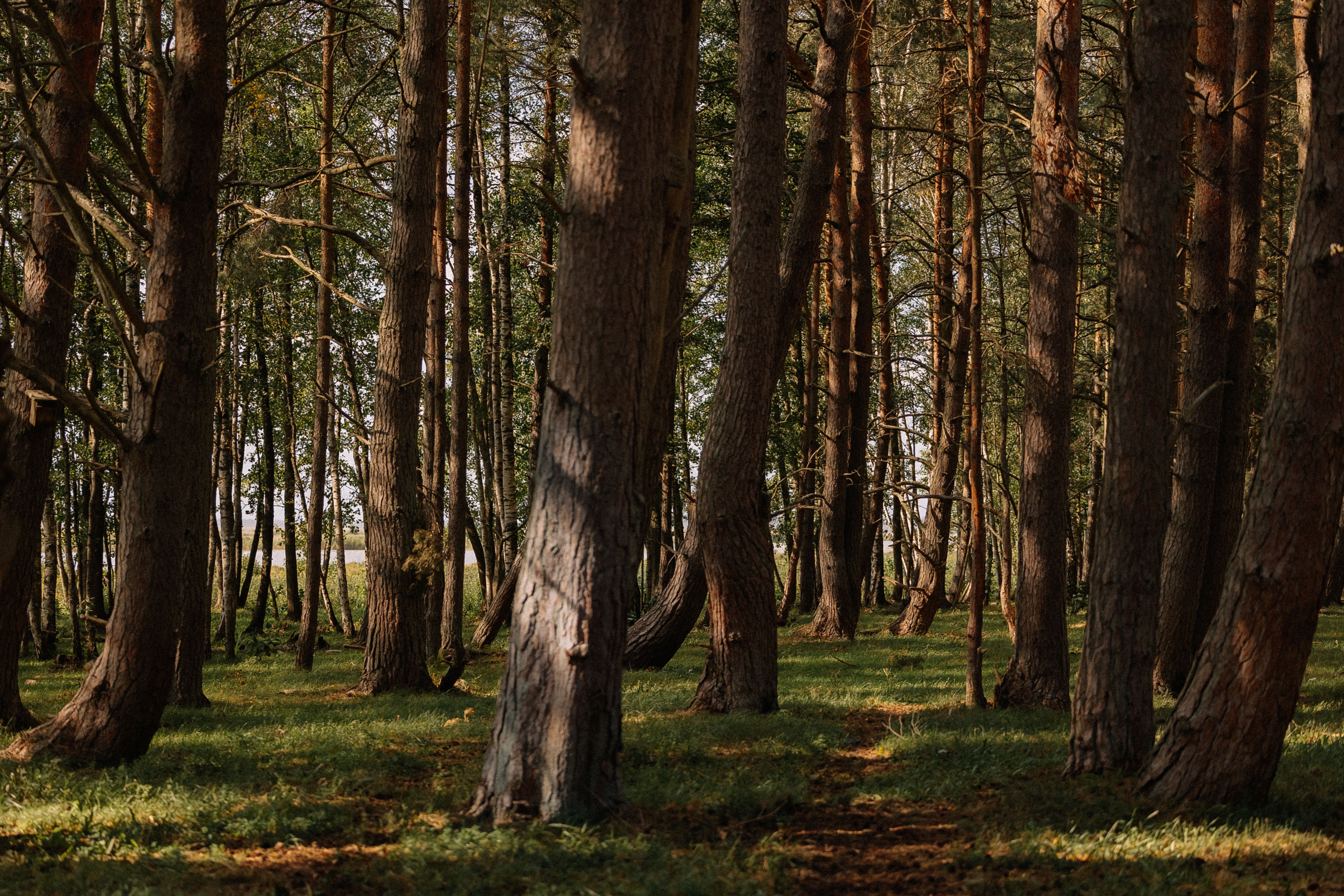 Sentier Serein De La Forêt De Pins Dans Les Bois Ensoleillés · Photo ...