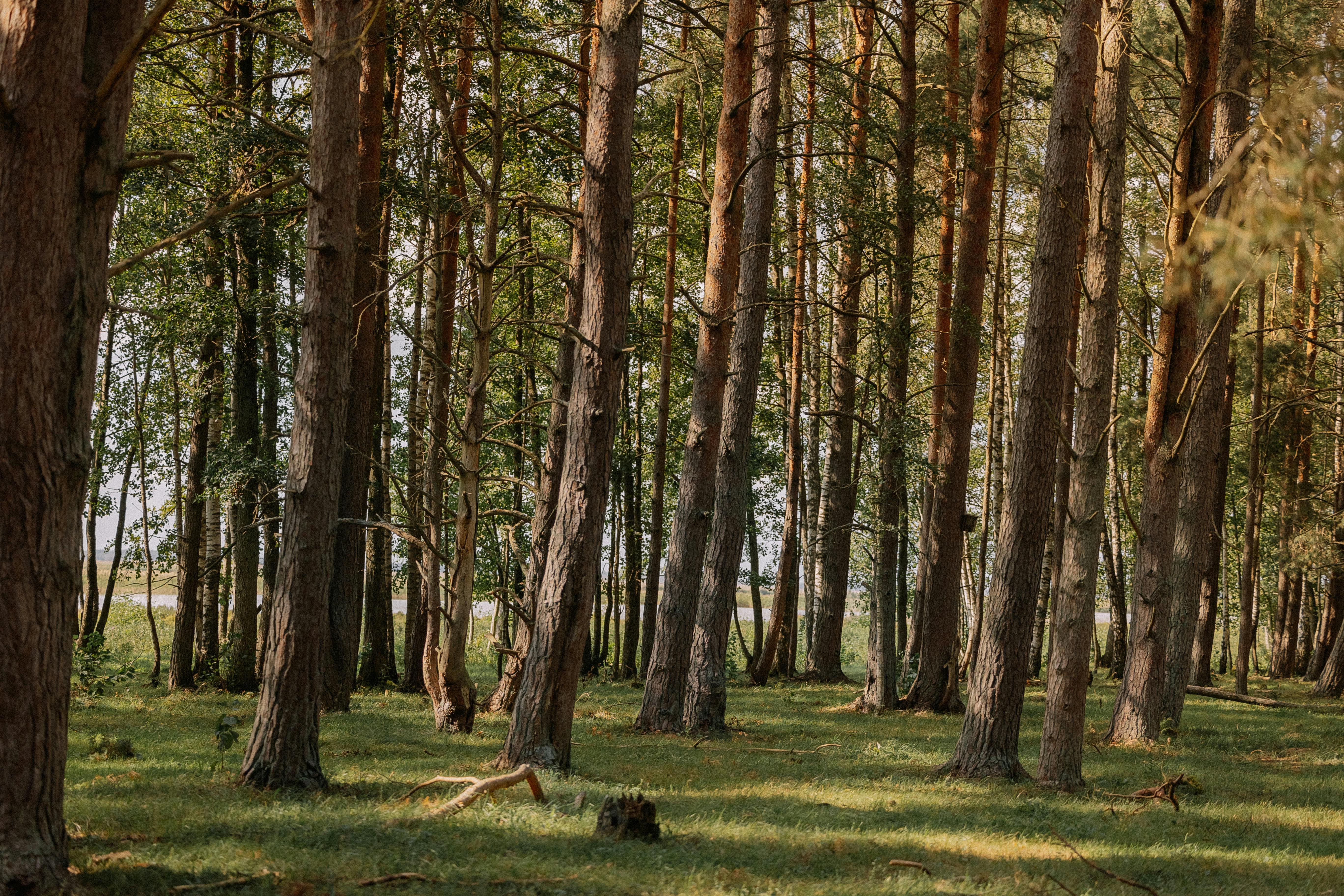Cảnh Quan Rừng Thông Thanh Bình Vào Mùa Hè · Ảnh có sẵn miễn phí