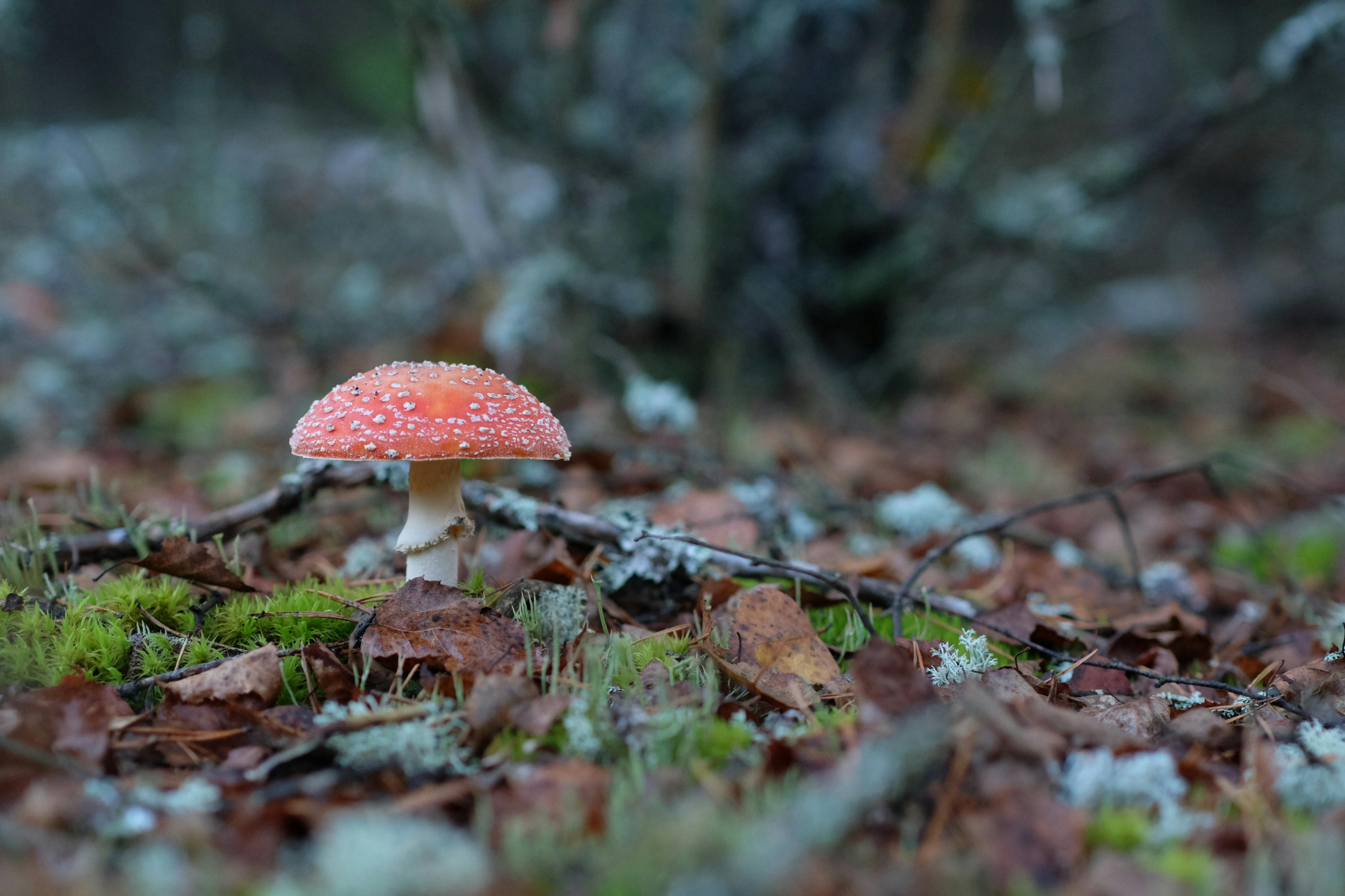 Foto de stock gratuita sobre al aire libre, amanita muscaria, ambiente ...