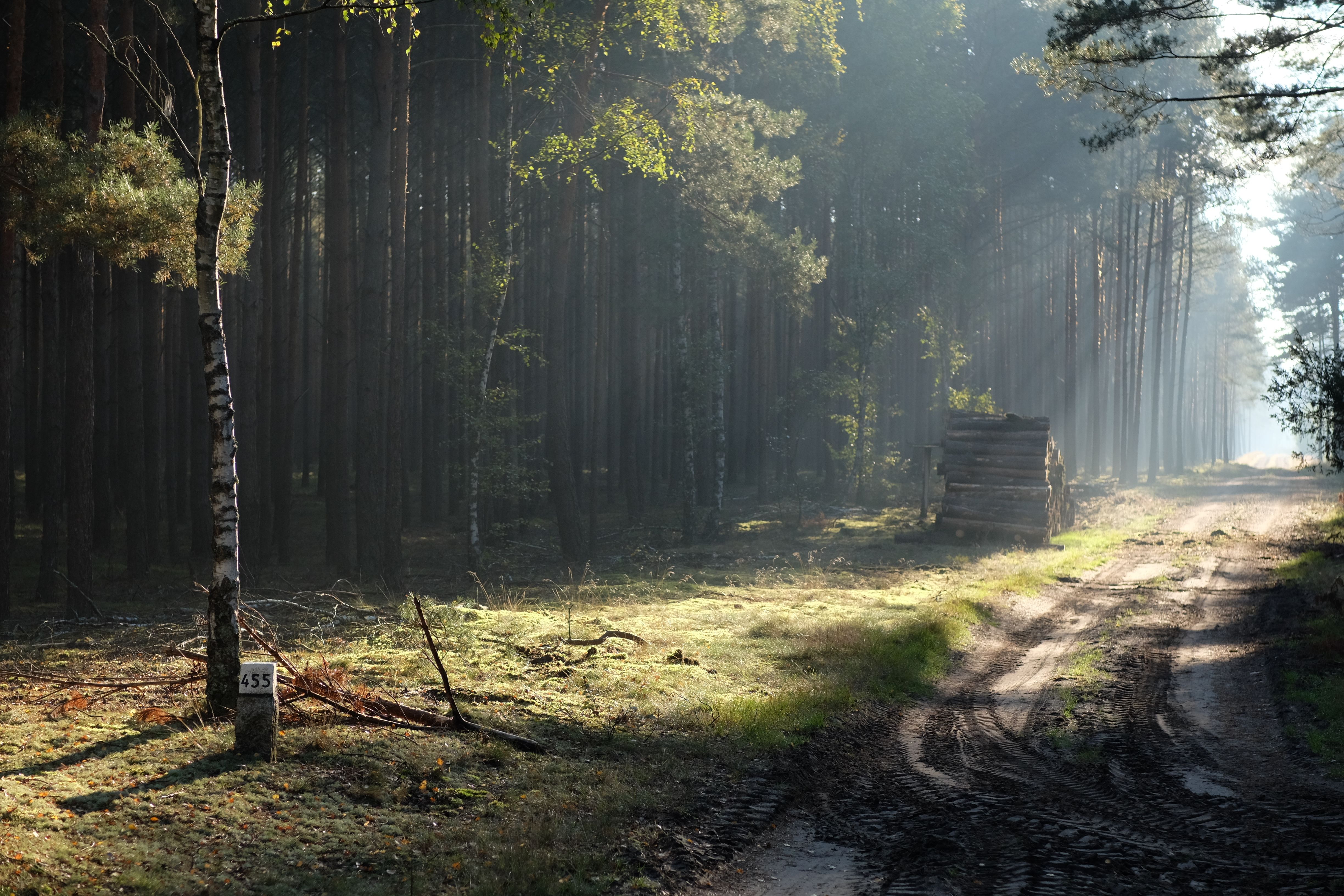 Sunlit Forest Path with Morning Mist · Free Stock Photo