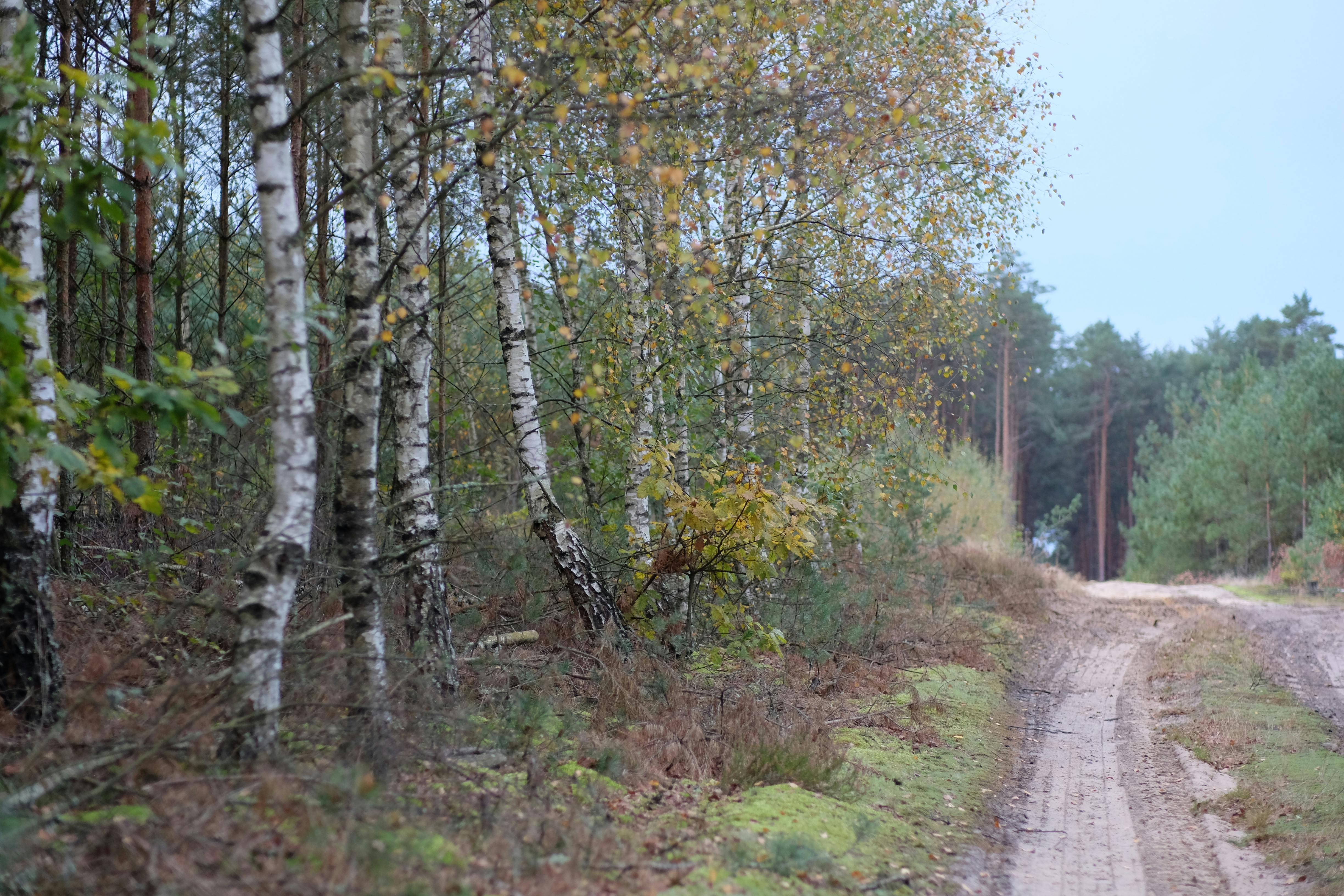 Peaceful Birch Forest Path in Early Autumn · Free Stock Photo