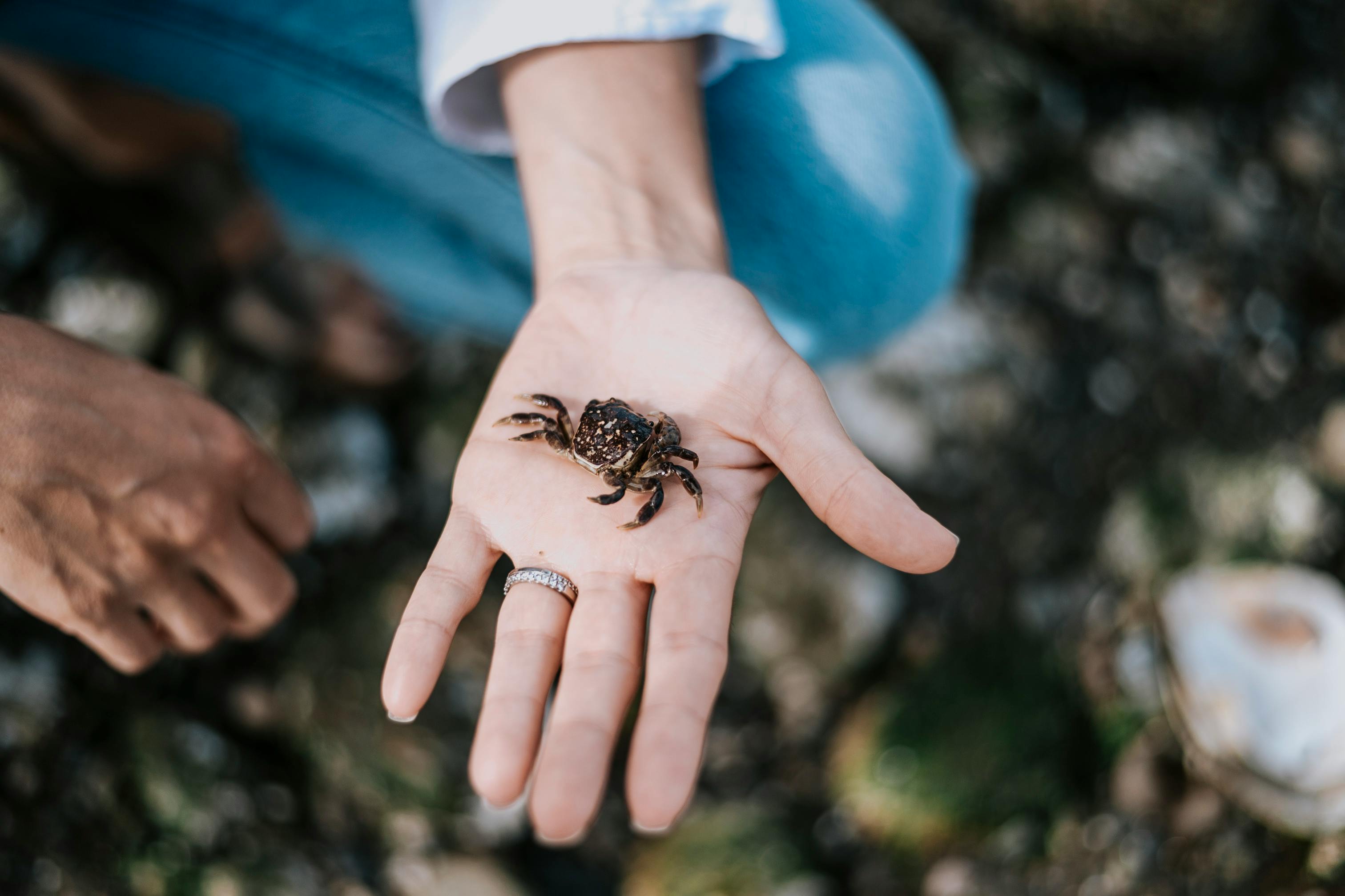 Close-Up of Small Crab in Hand by Seashore · Free Stock Photo
