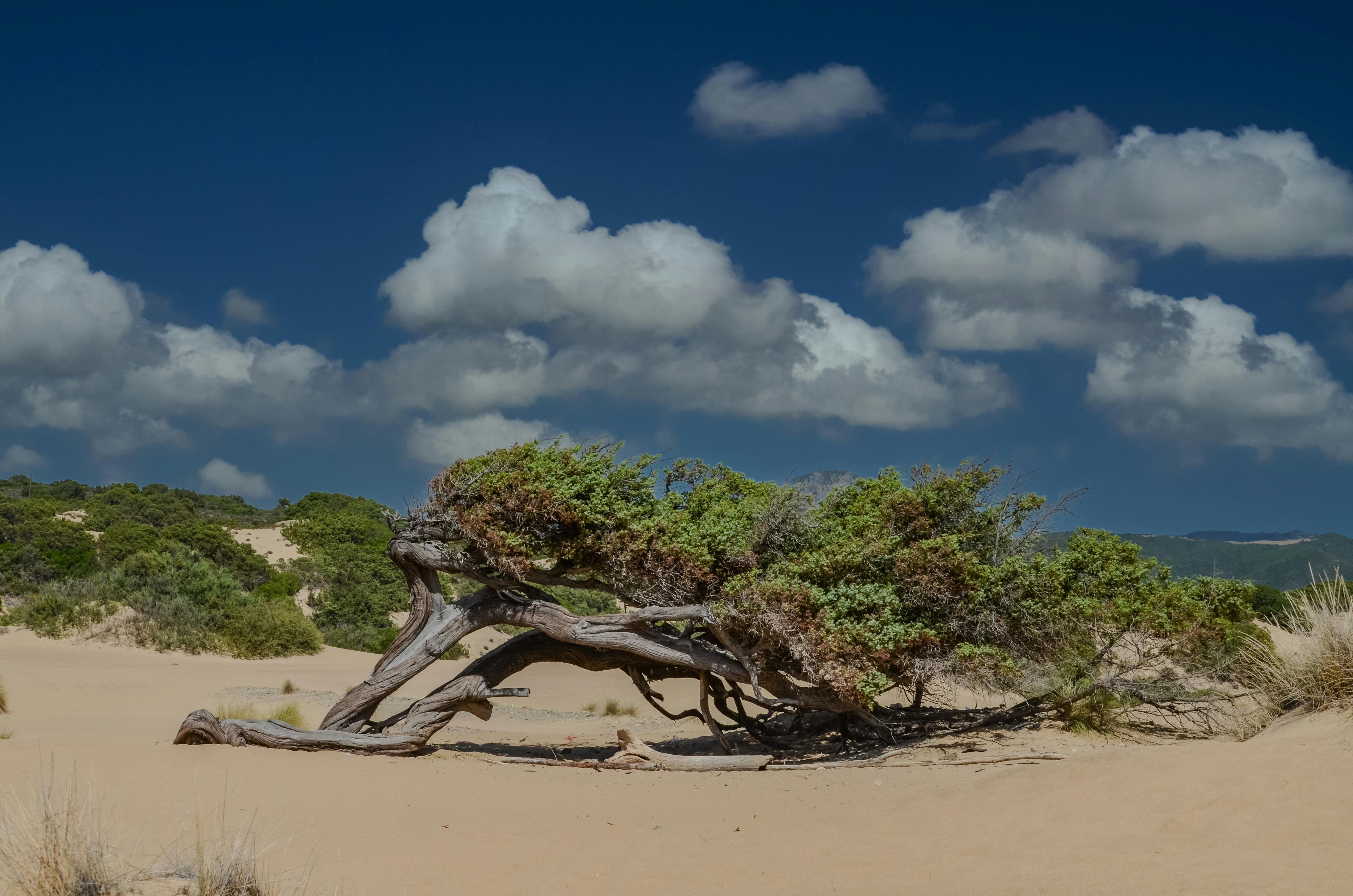 Wind-Sculpted Tree in Sardinia's Sandy Dunes · Free Stock Photo