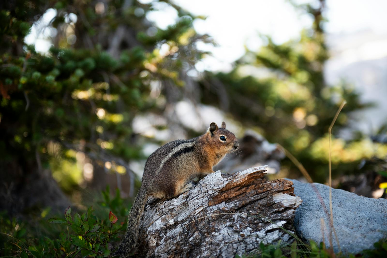 Chipmunk Photos, Download The BEST Free Chipmunk Stock Photos & HD Images