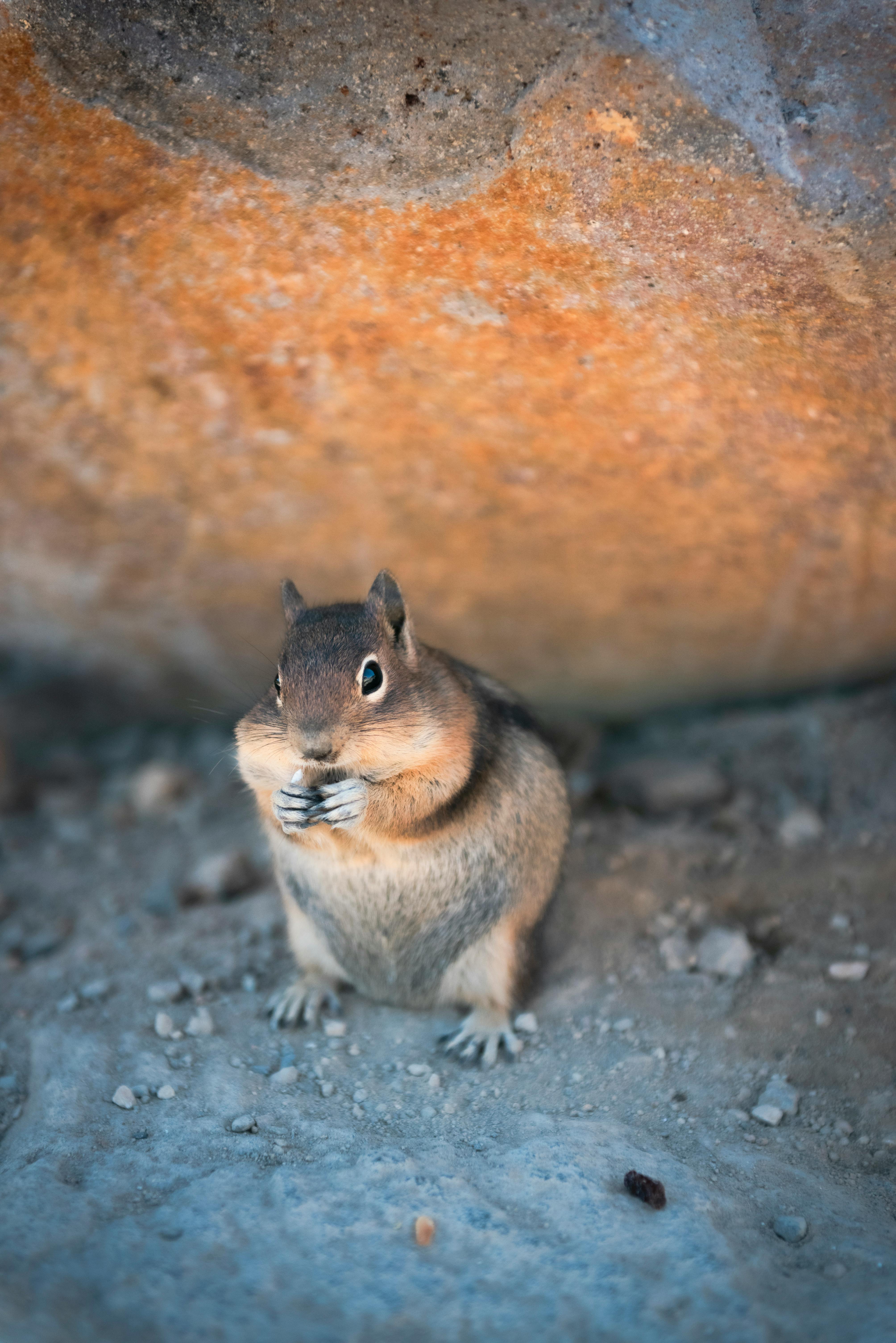 Chipmunk Photos, Download The BEST Free Chipmunk Stock Photos & HD Images