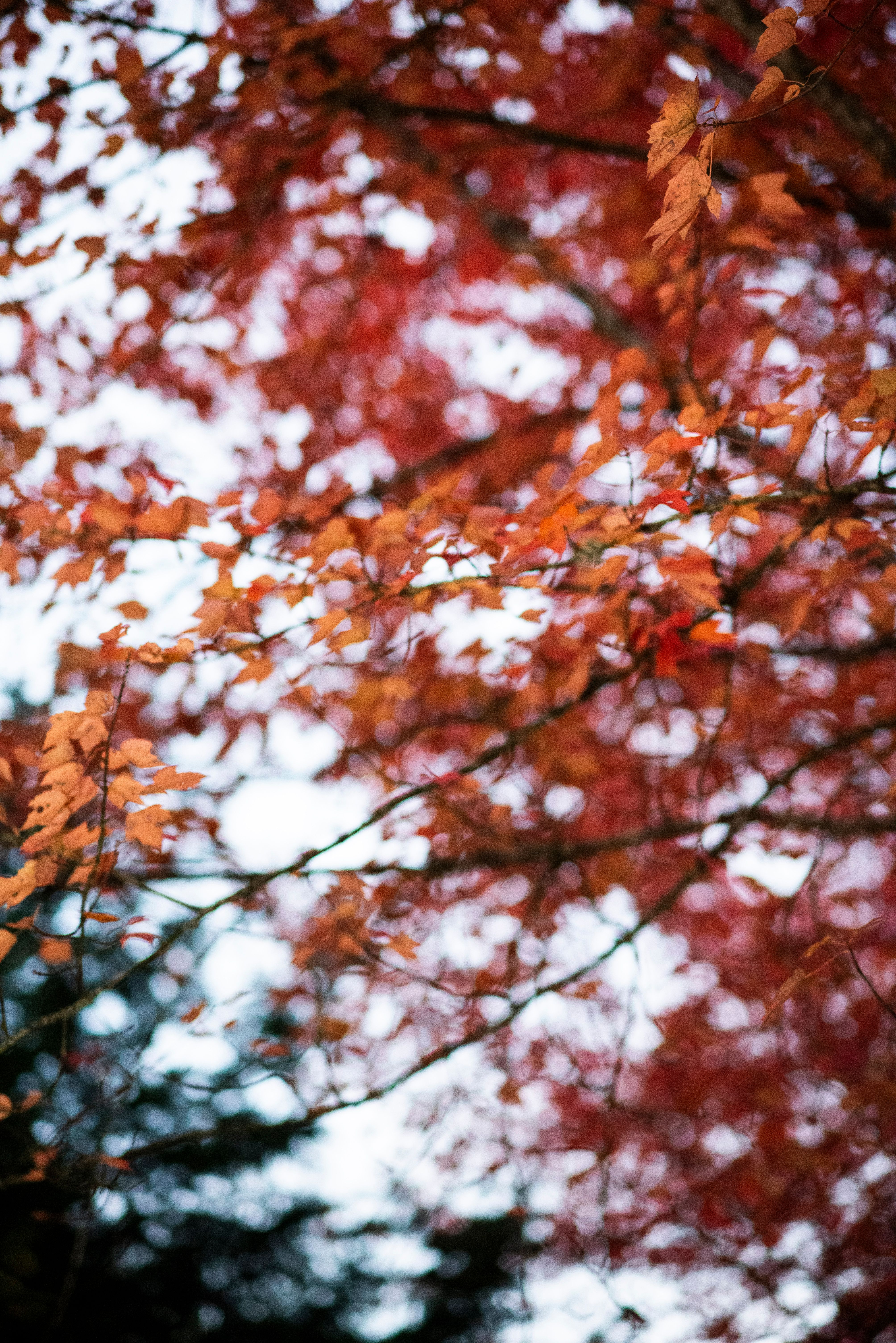 Red Fall Foliage Photos, Download The BEST Free Red Fall Foliage Stock ...