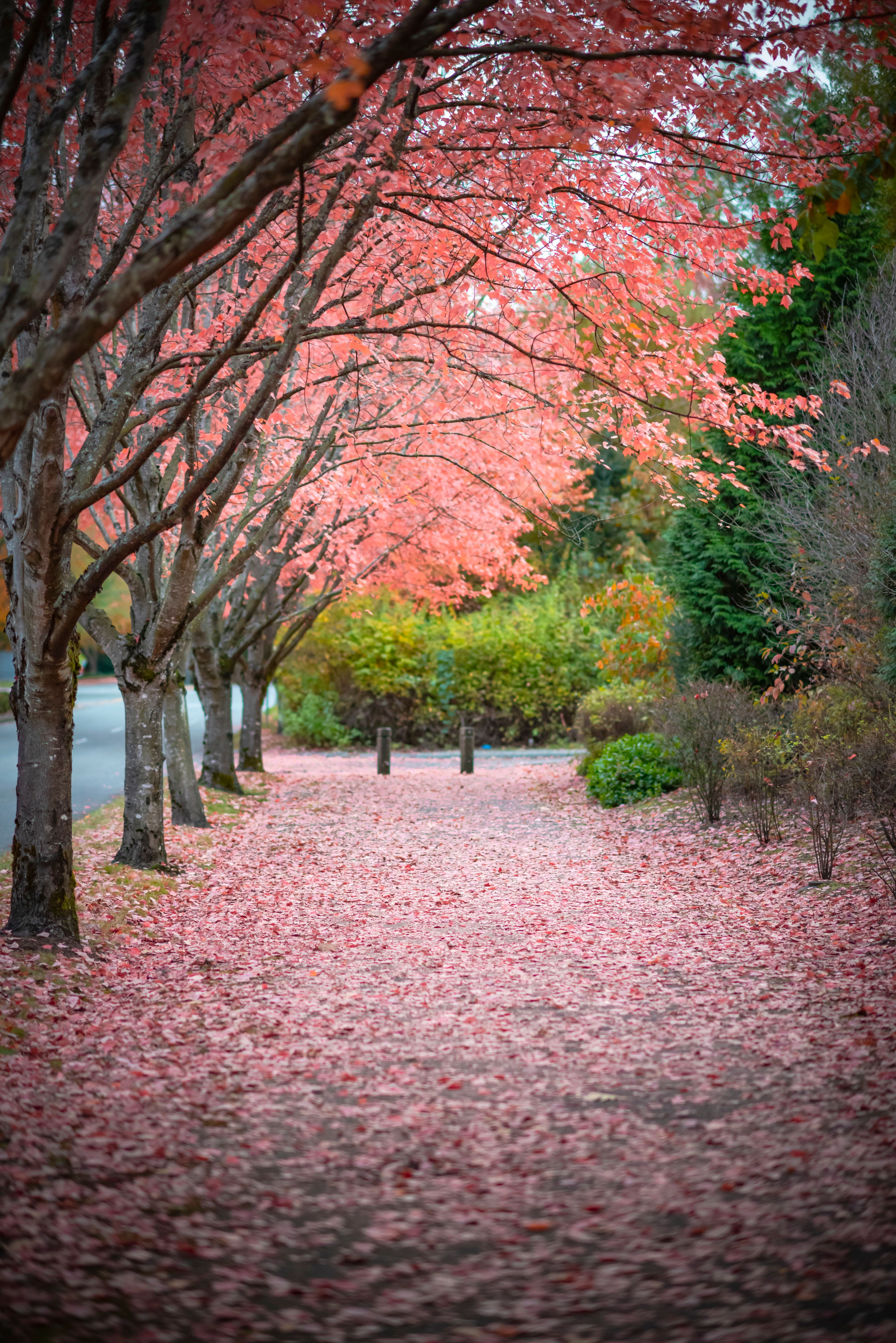 Scenic Autumn Pathway With Maple Trees · Free Stock Photo