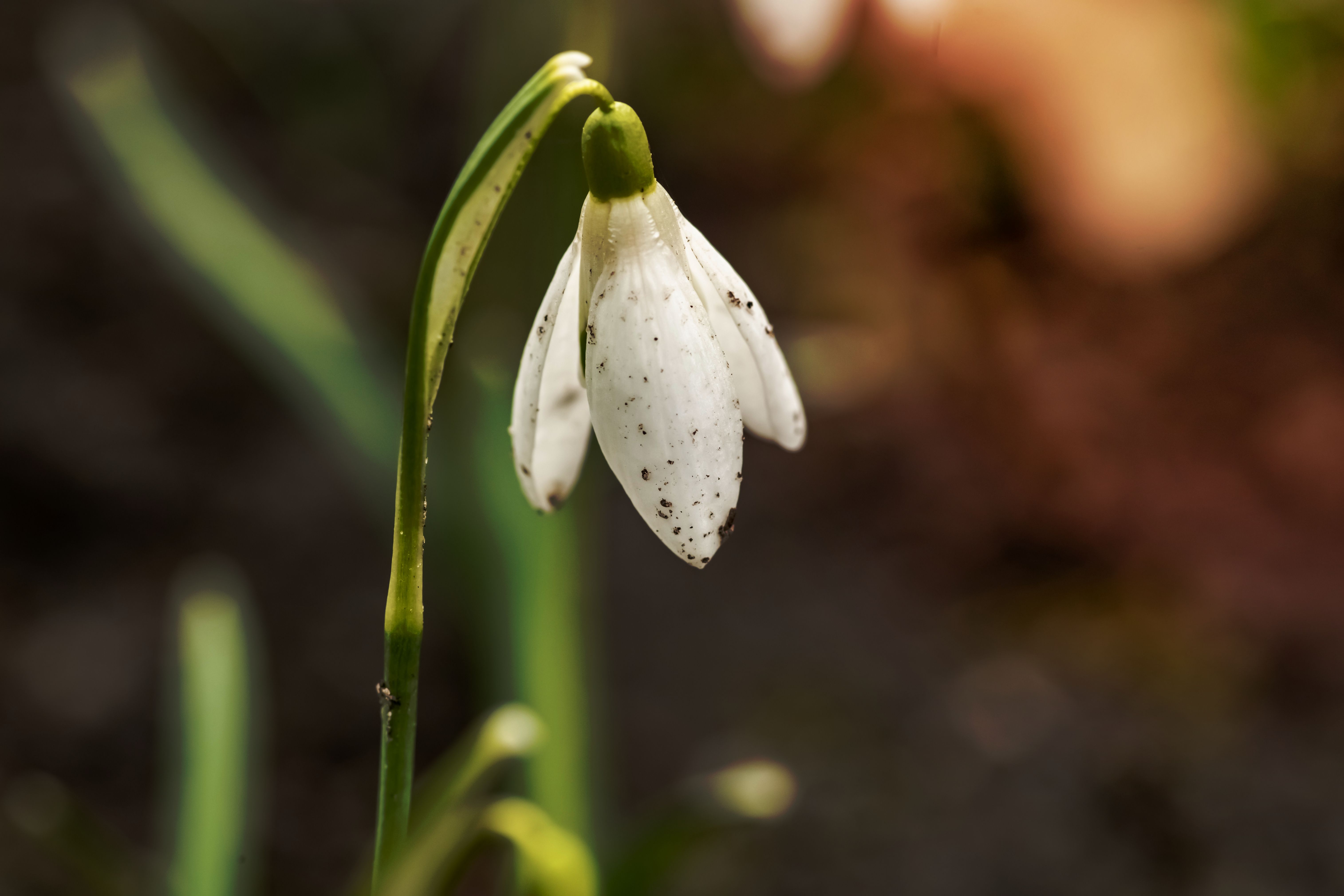 Close-up of a Snowdrop Flower in Spring · Free Stock Photo