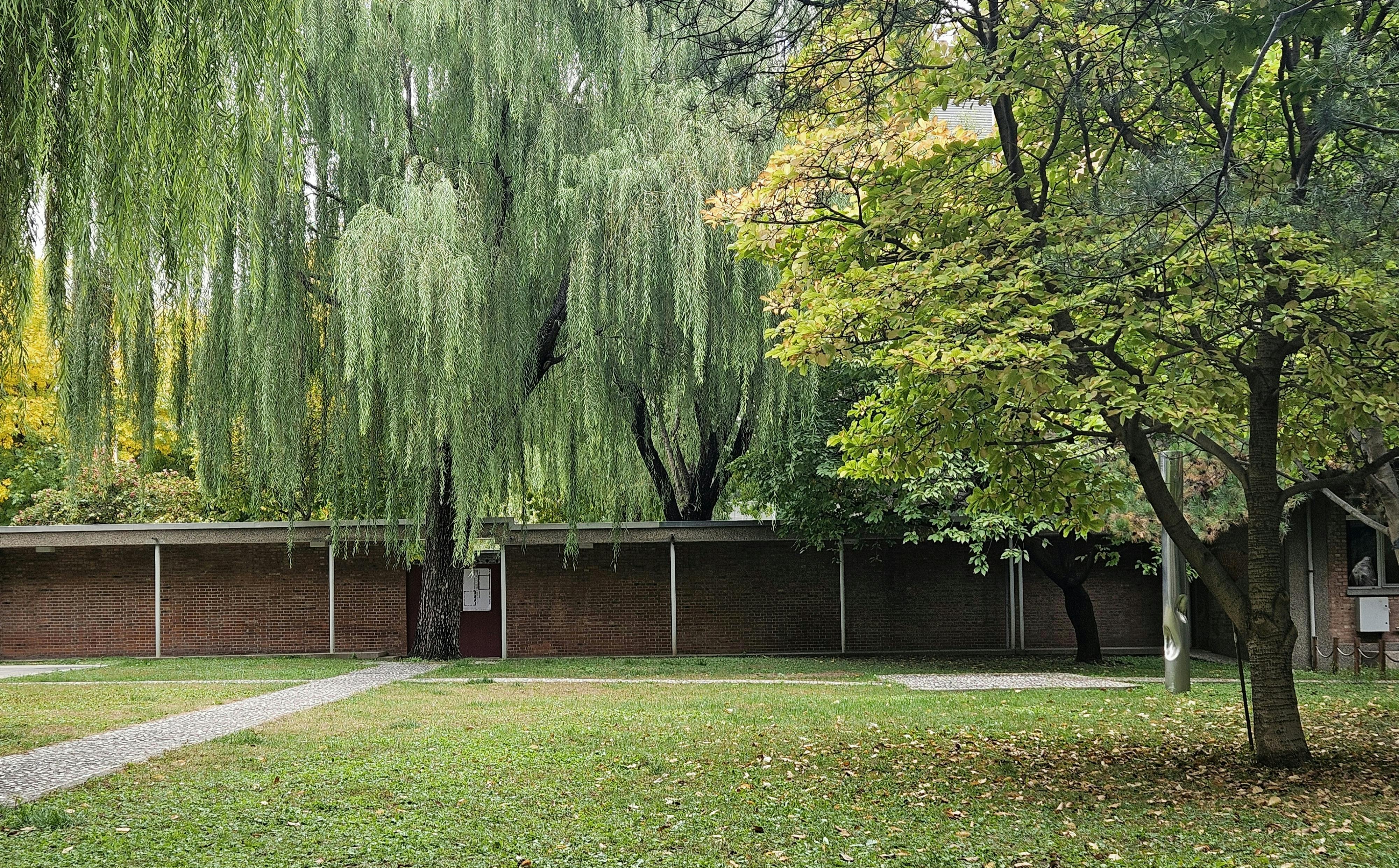 Elegant Willow Trees in Beijing Park Setting · Free Stock Photo