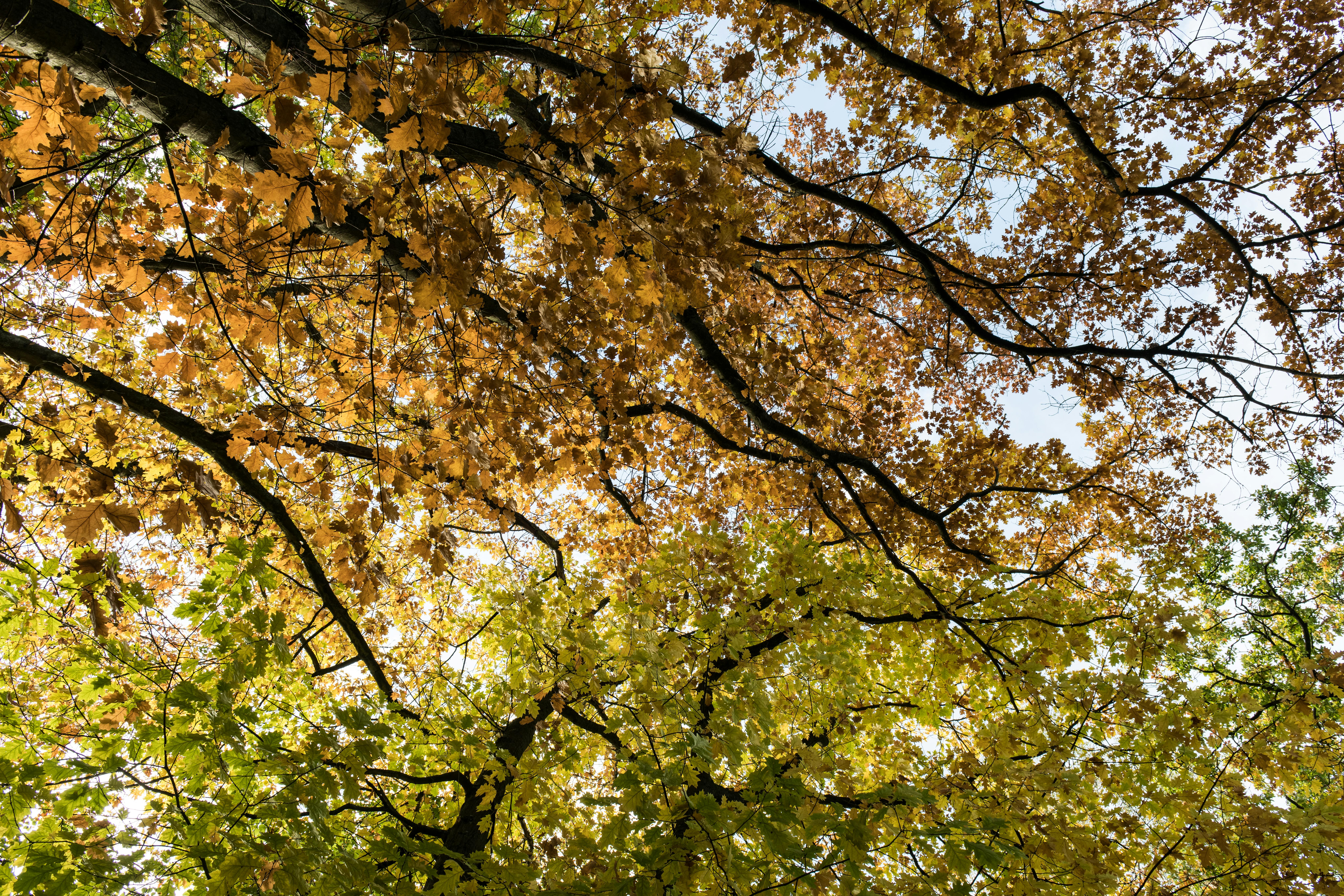 Golden Autumn Foliage Canopy in Hamburg · Free Stock Photo