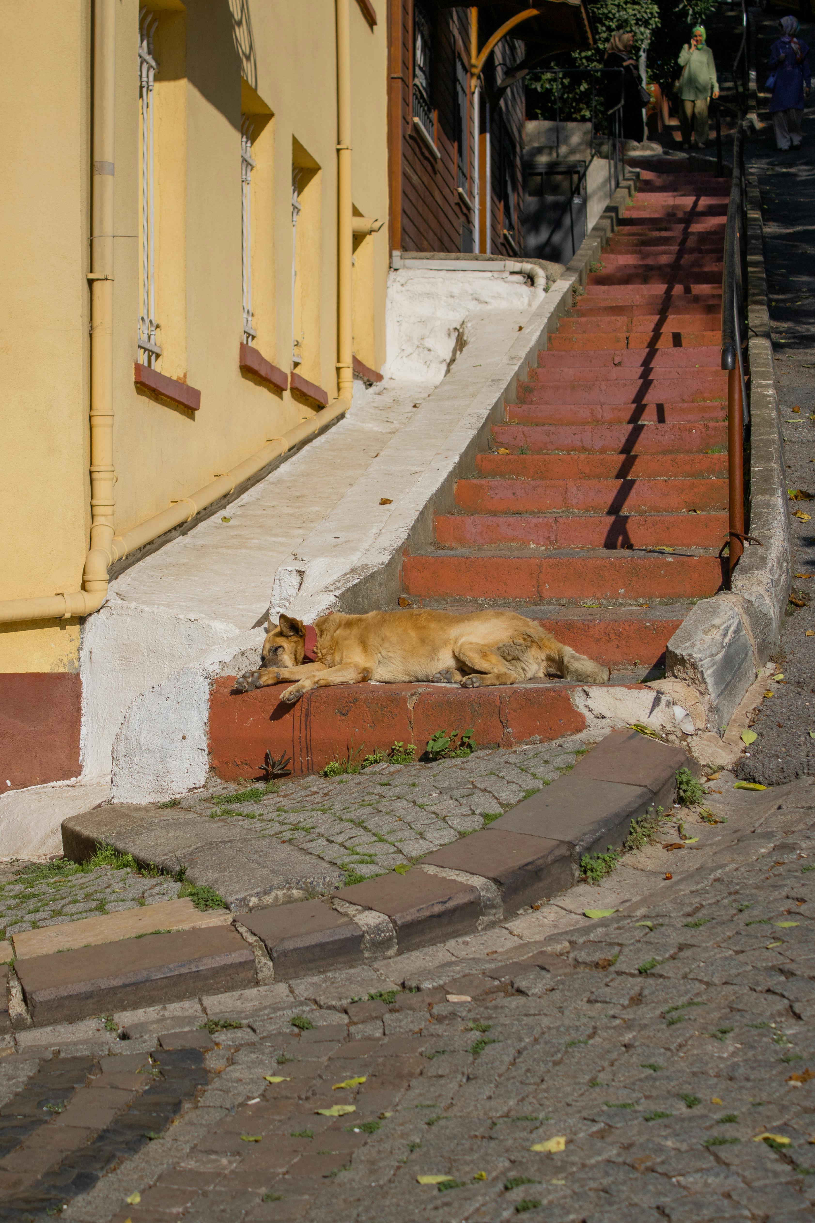 Stray Dog Relaxing on Colorful İstanbul Street · Free Stock Photo