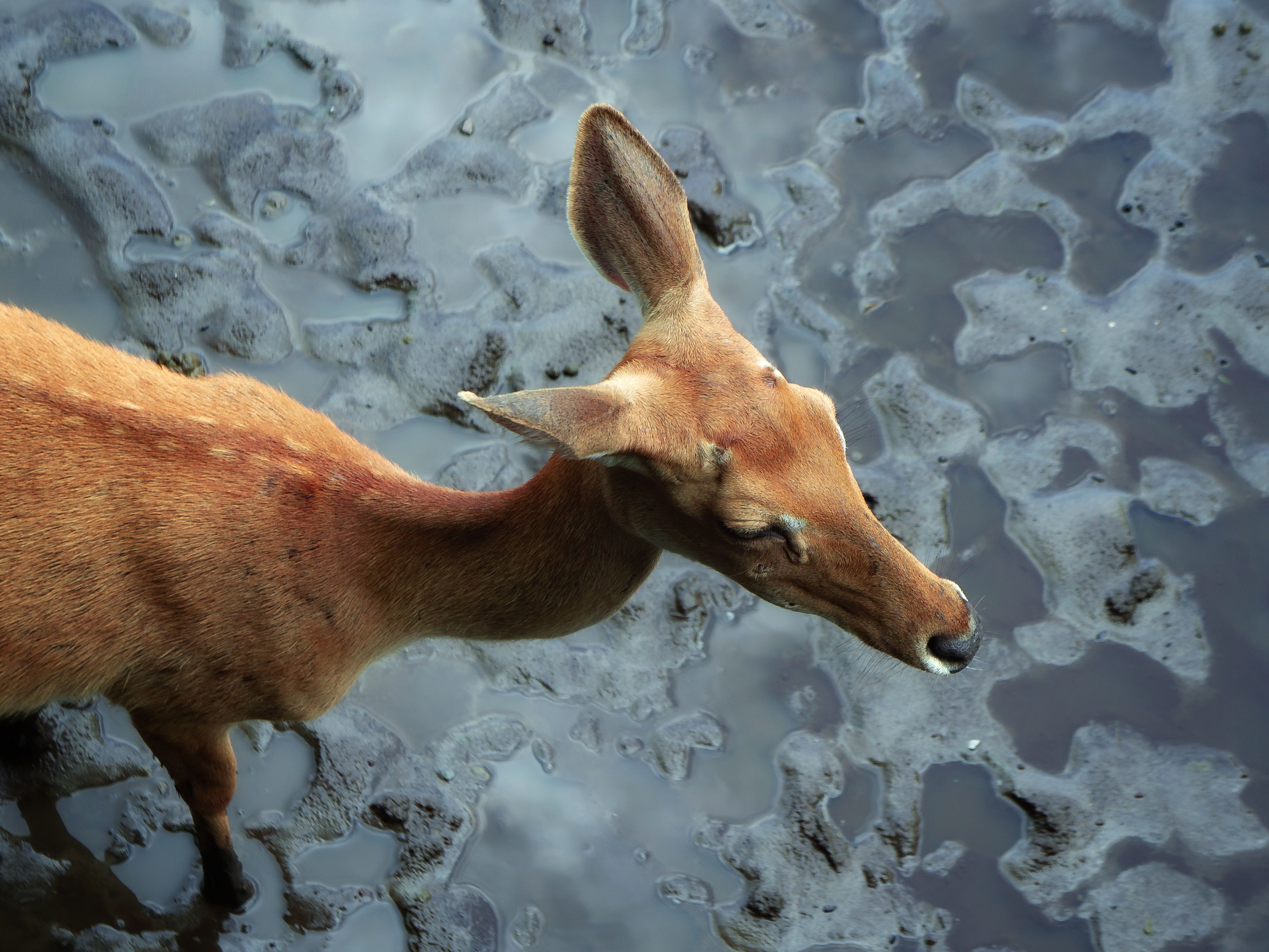 Close-up of a Deer at Muddy Waters Edge · Free Stock Photo