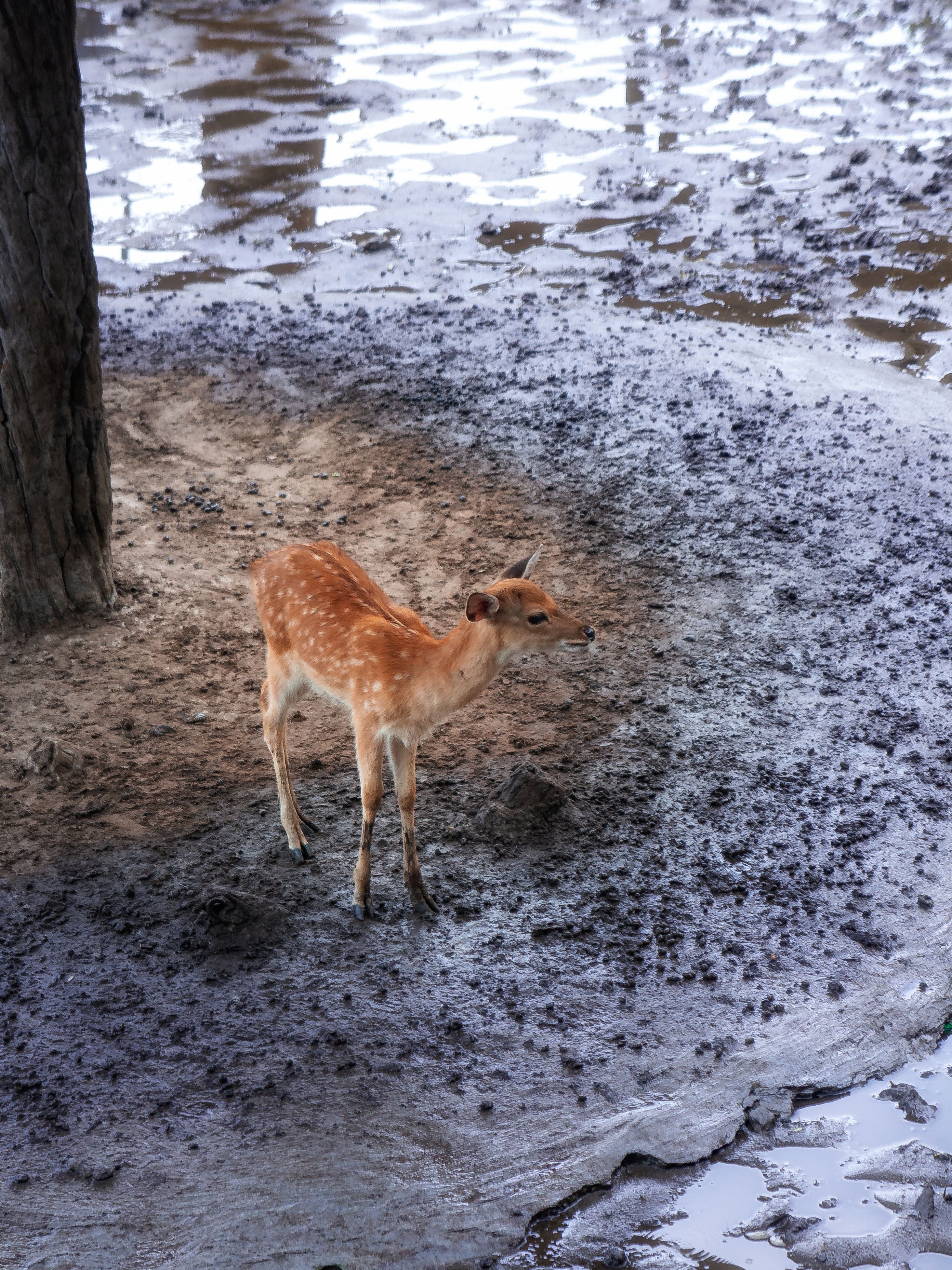 Spotted Deer in Muddy Terrain, Ho Chi Minh · Free Stock Photo