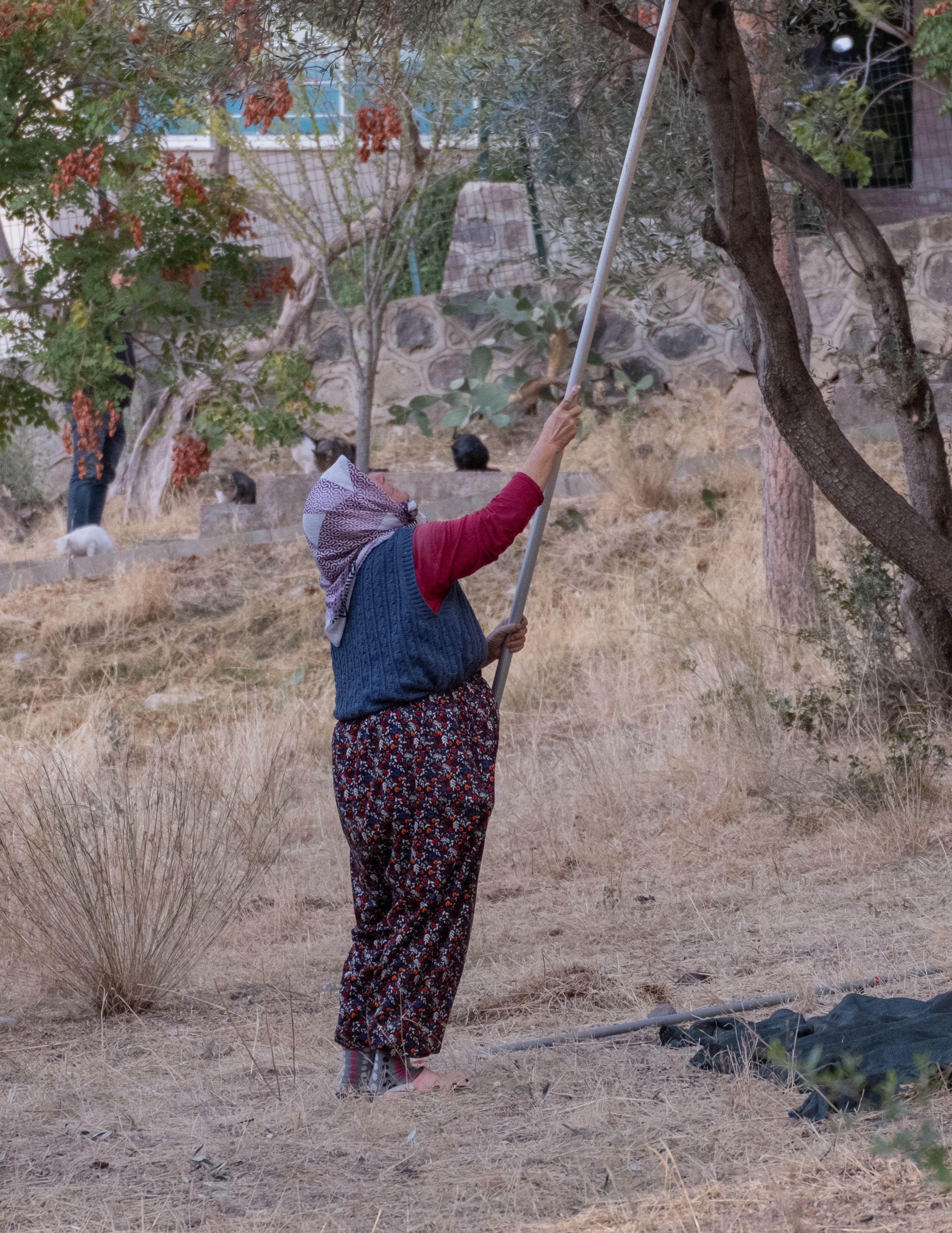 Woman Harvesting Olives in İzmir, Turkey · Free Stock Photo