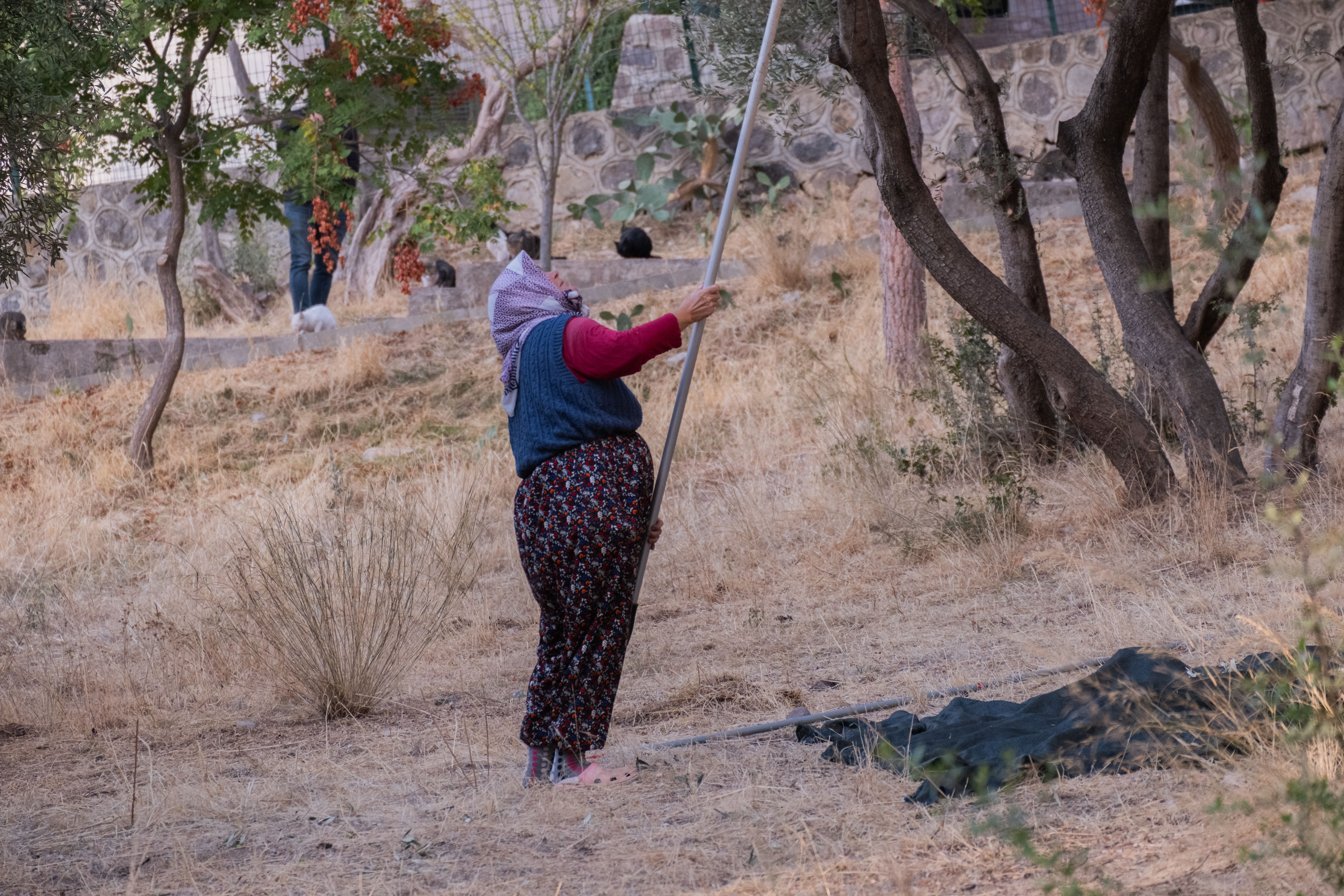 Traditional Olive Harvesting in İzmir Türkiye · Free Stock Photo