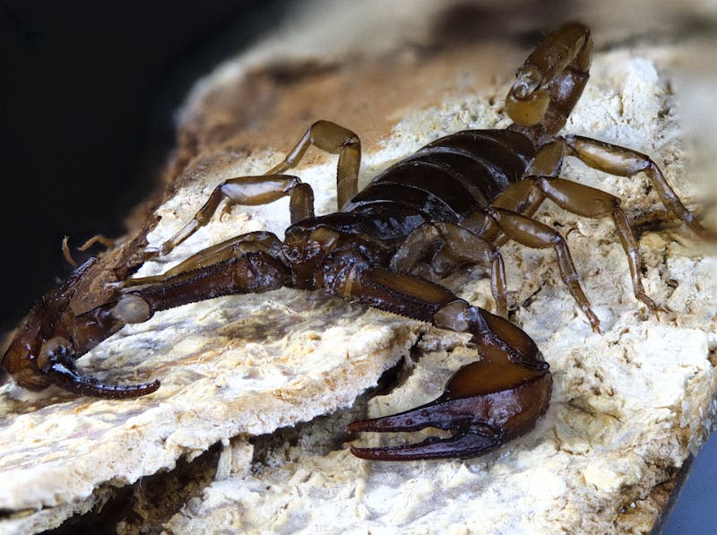 Scorpion Photos, Download The BEST Free Scorpion Stock Photos & HD Images