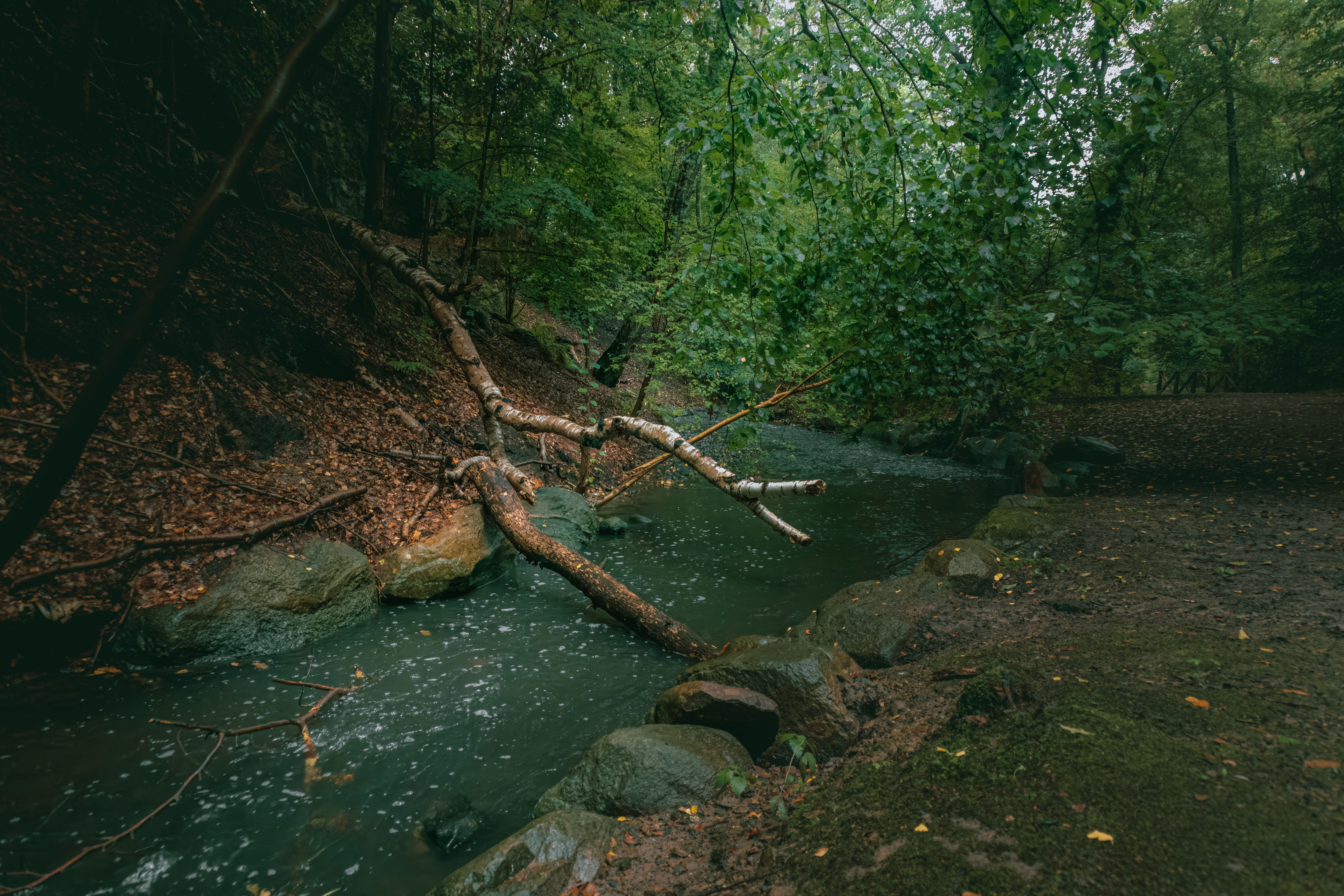 Serene Forest Stream in Early Fall · Free Stock Photo