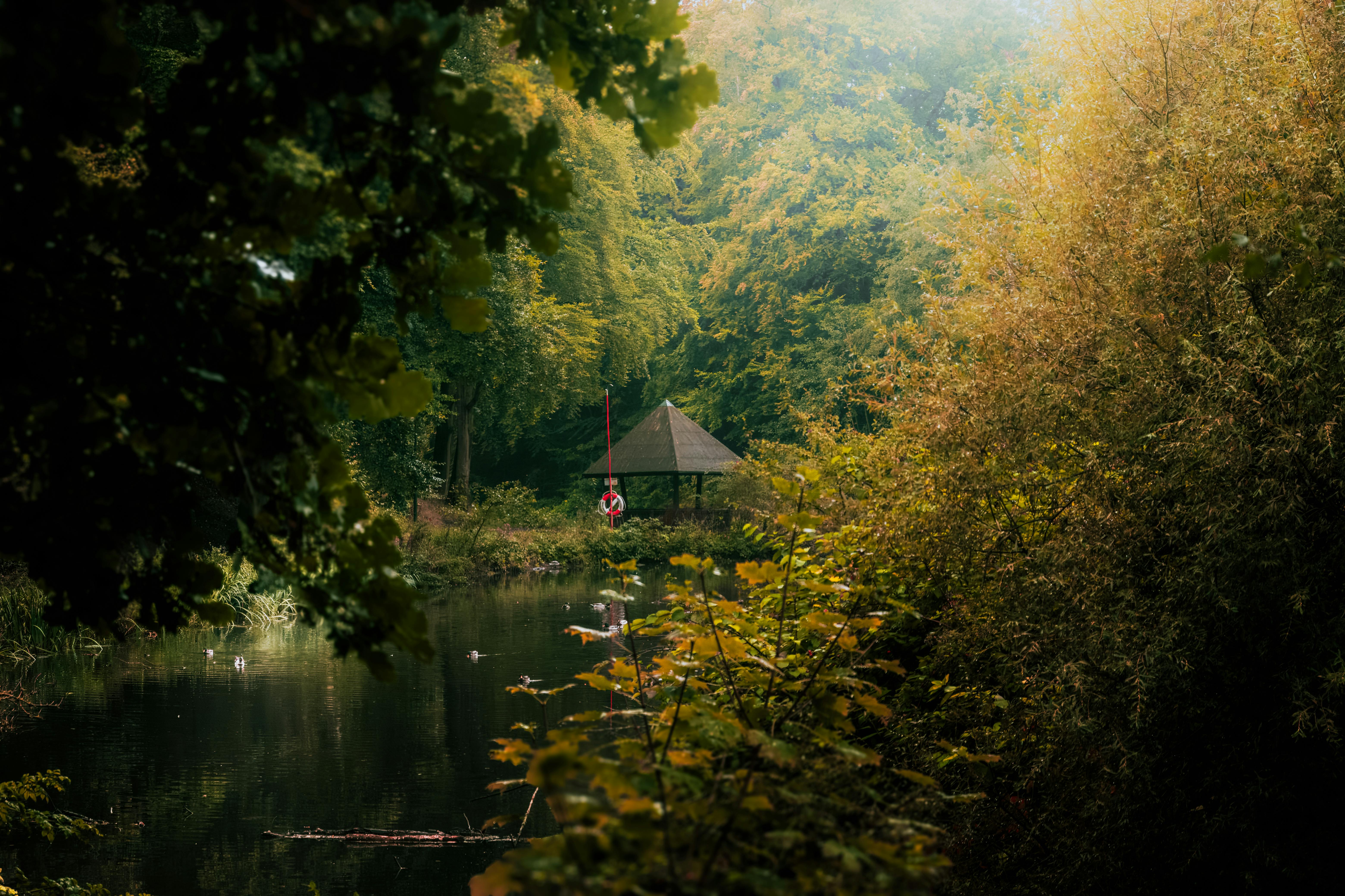 Housing Forest Photos, Download The BEST Free Housing Forest Stock ...