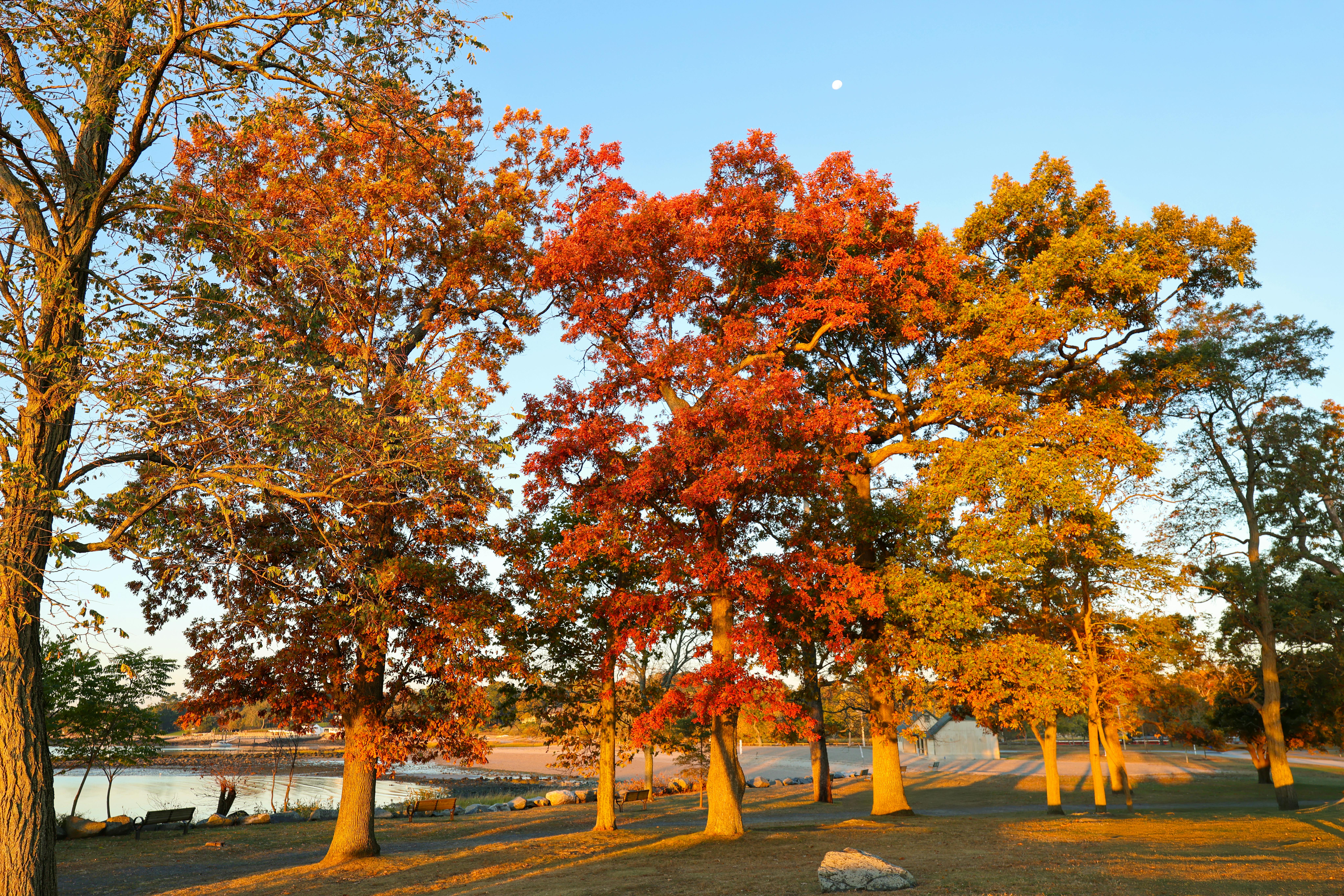 Autumn Trees at Cove Island Park at Sunrise · Free Stock Photo