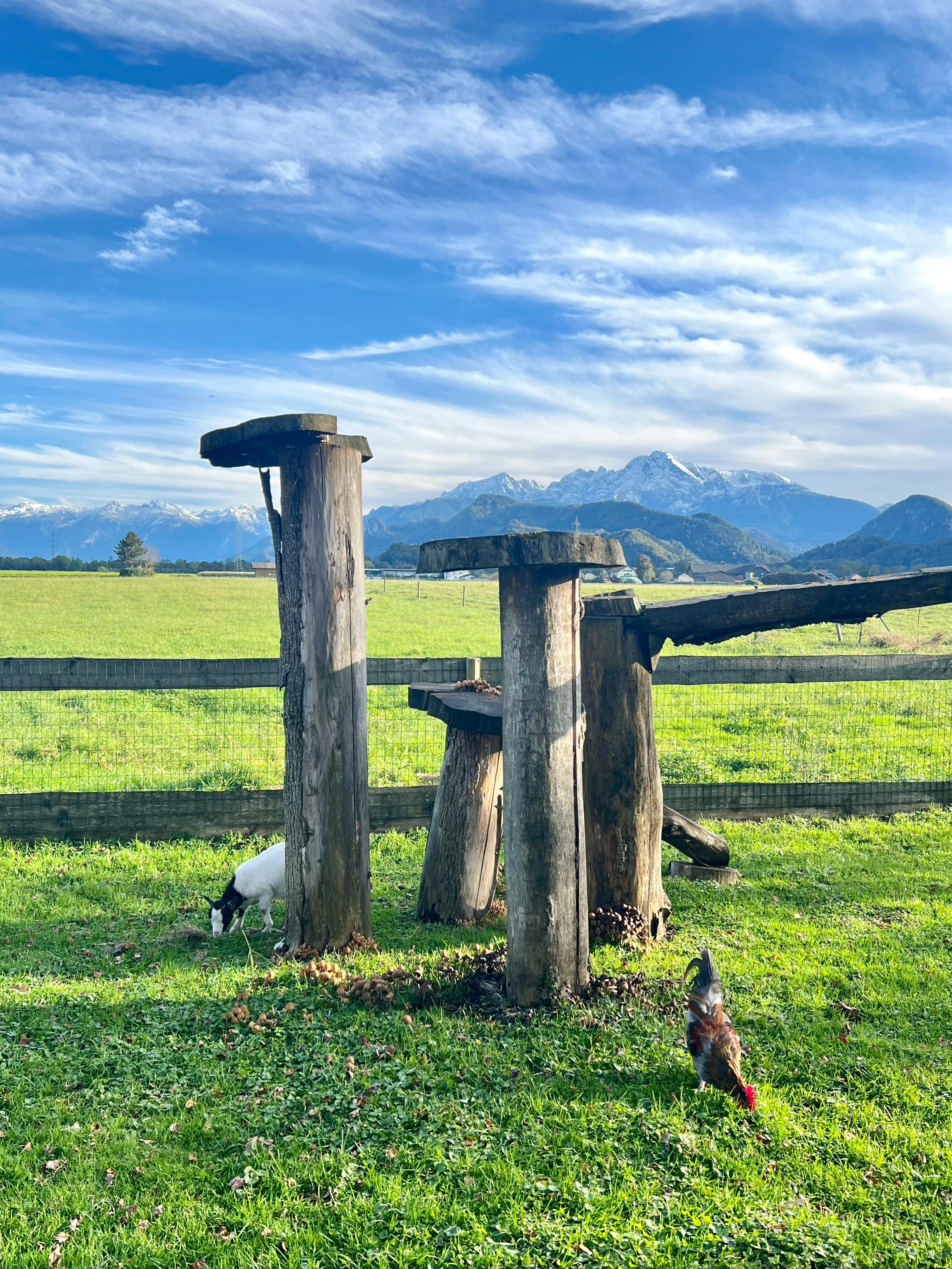 Rustic Farm Scene with Goat and Rooster in Salzburg · Free Stock Photo