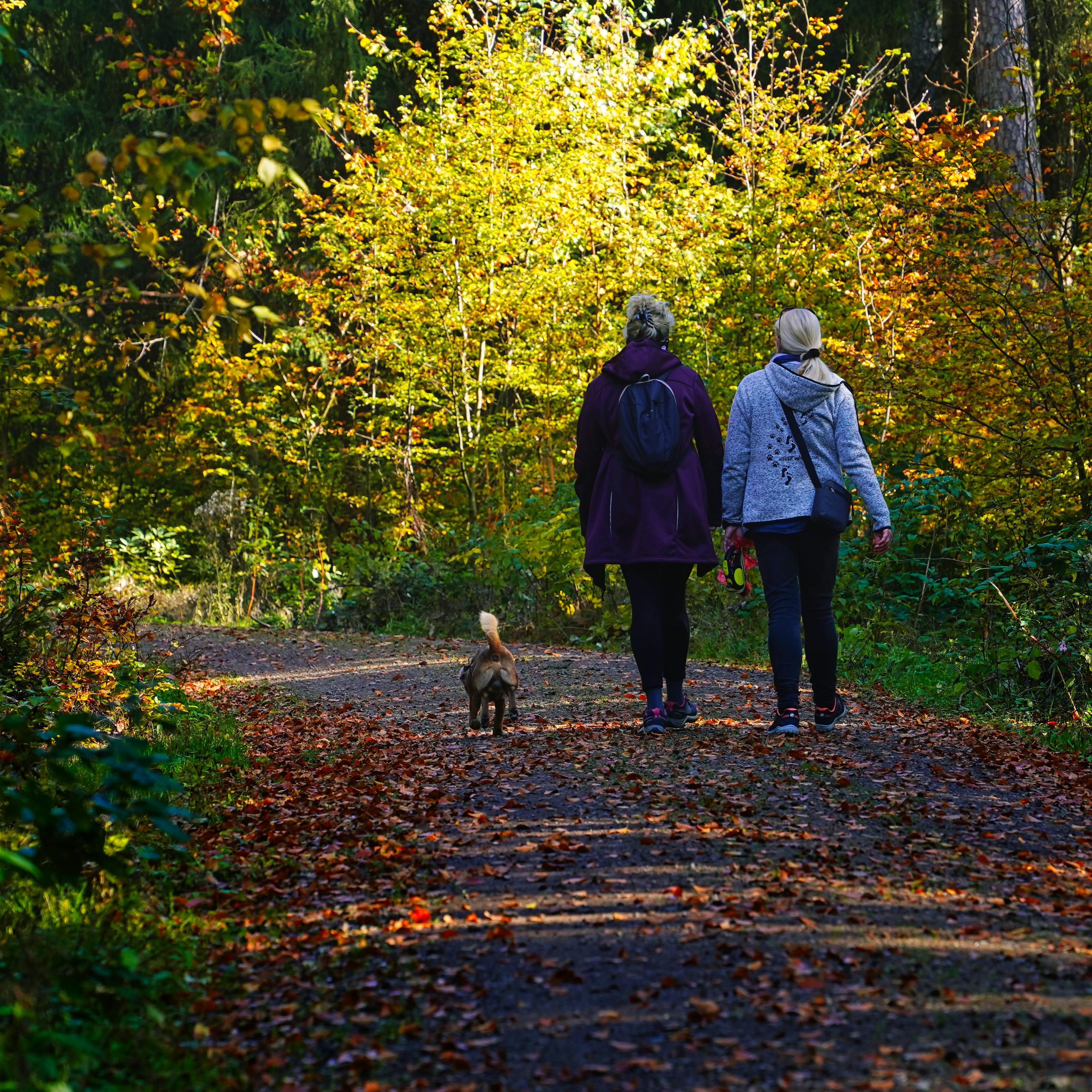 Autumn Forest Walk with Friends and Dog · Free Stock Photo