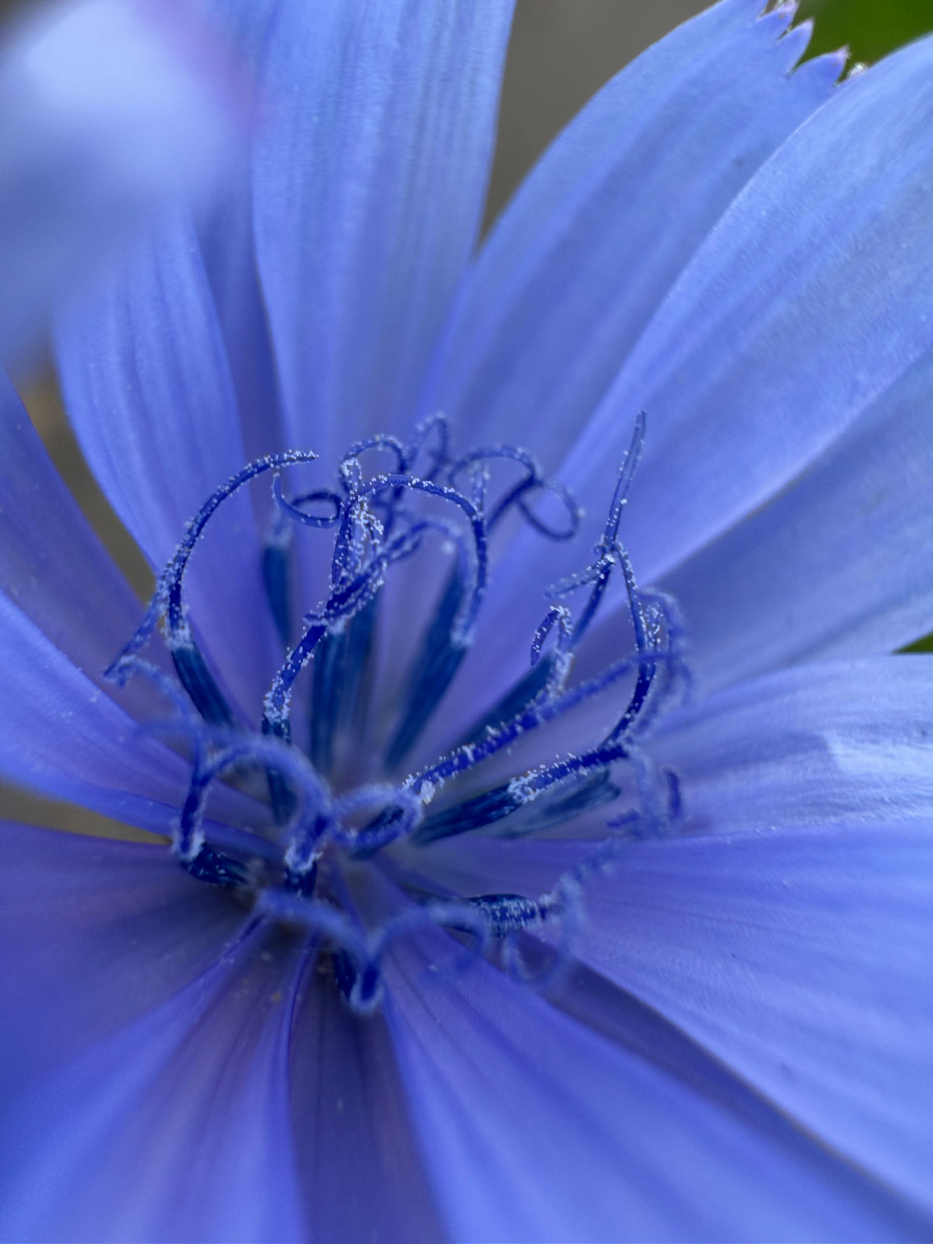 Close-Up of Blue Chicory Flower Petals · Free Stock Photo