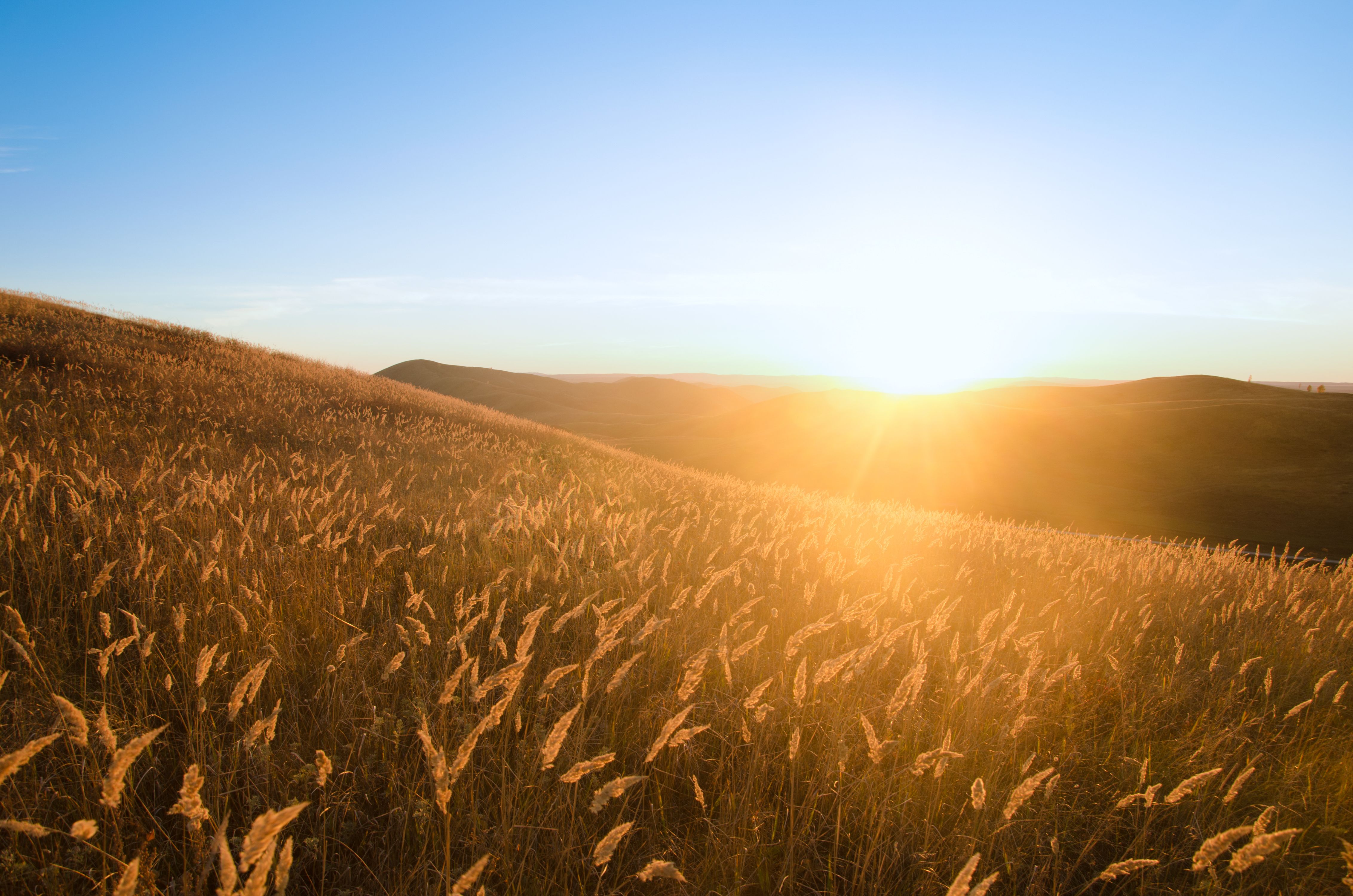 Brown Rice Field · Free Stock Photo