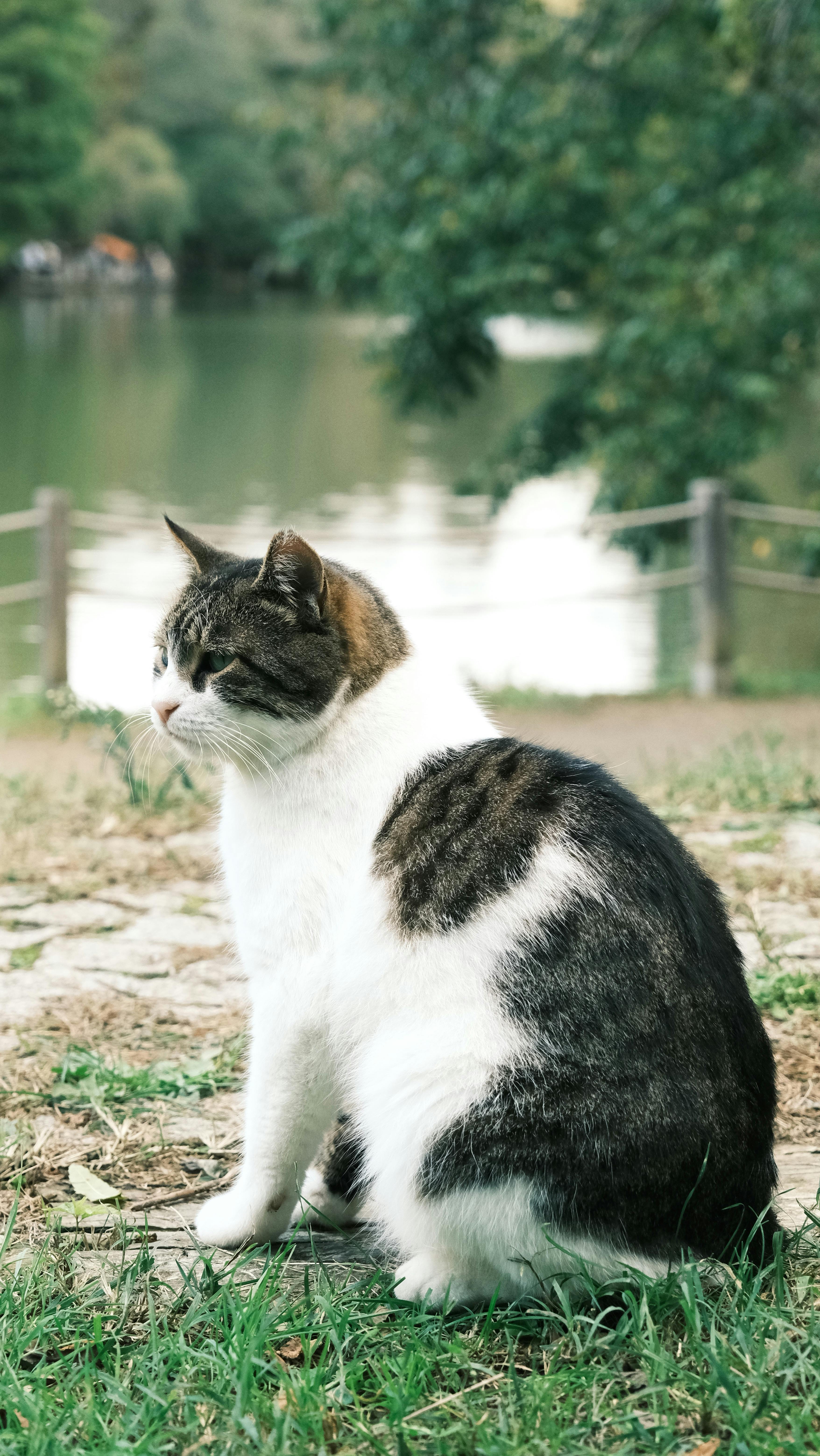 Peaceful cat sitting by the lake · Free Stock Photo