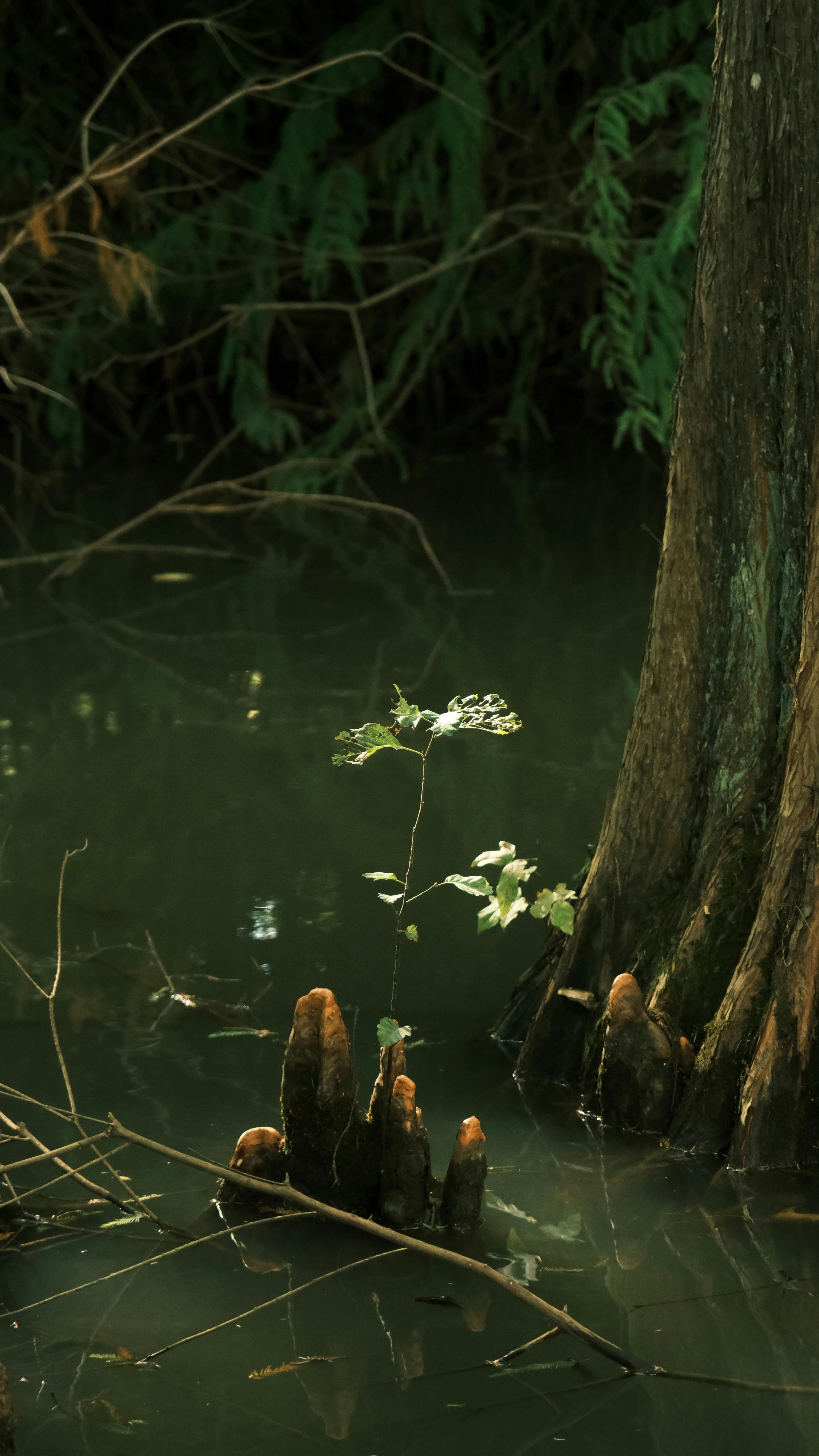 Serene Swamp Scene with Tree and Greenery · Free Stock Photo