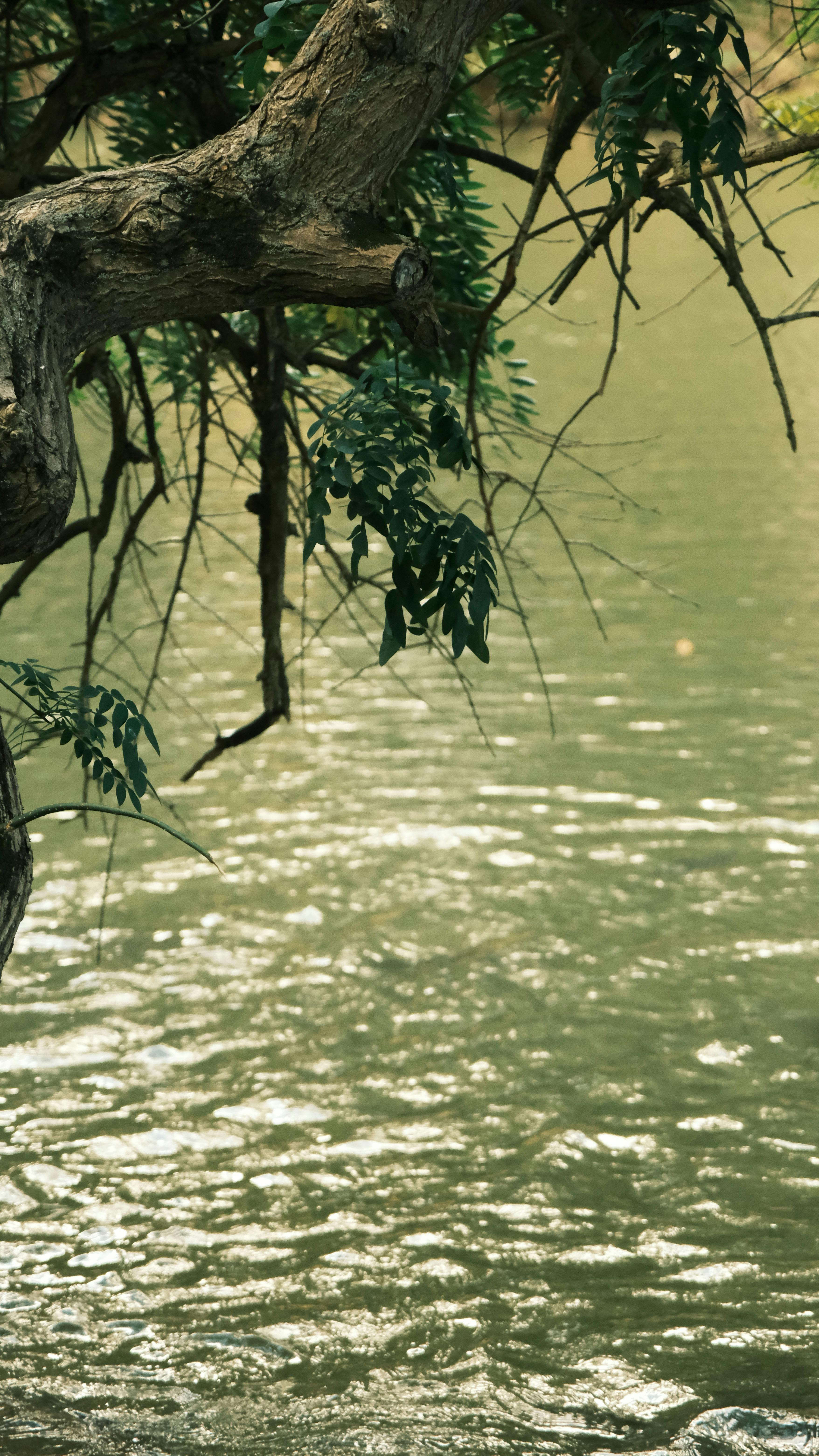 Tranquil River Scene with Overhanging Tree Branch · Free Stock Photo