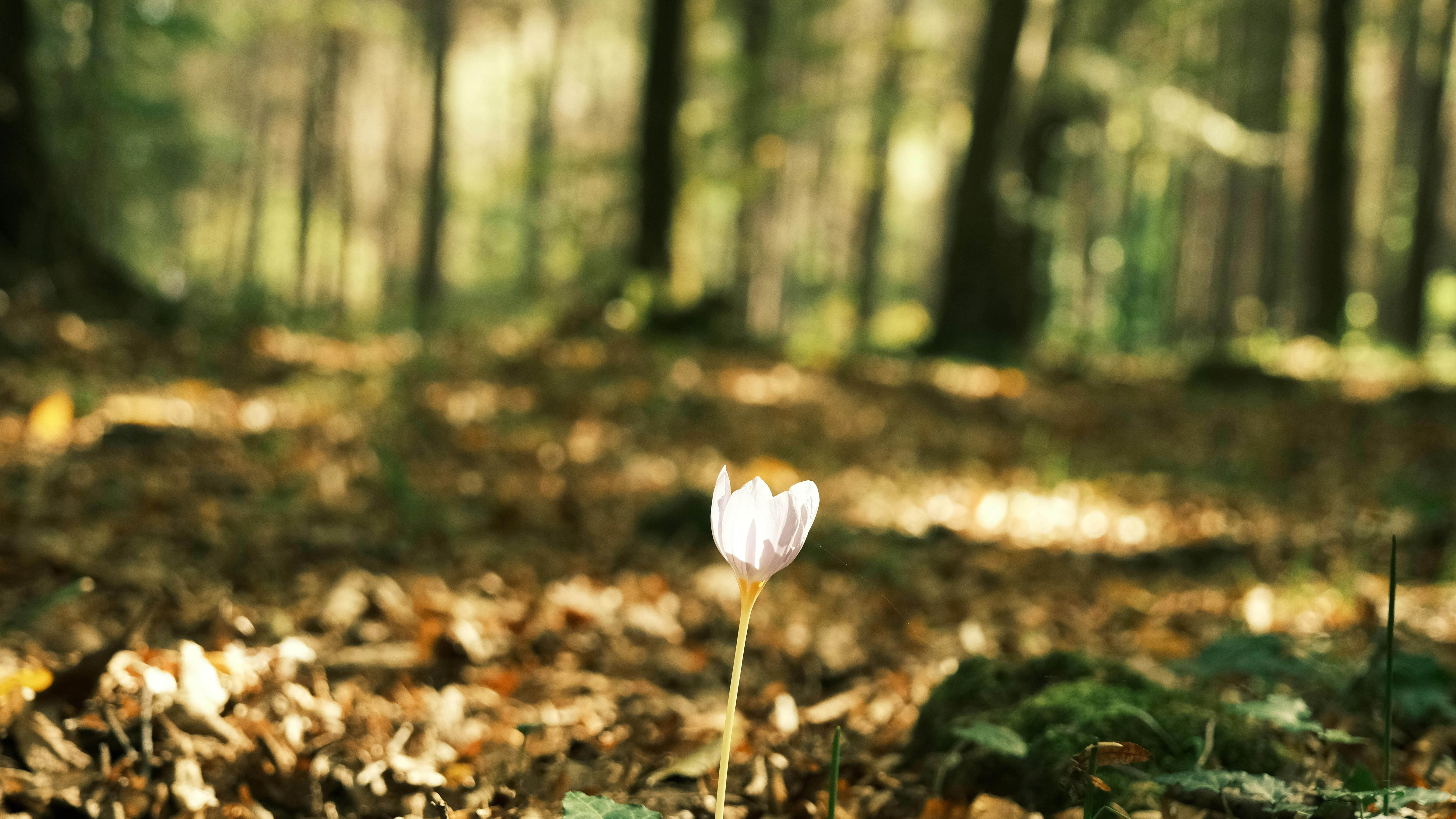 Solitary Flower in Sunlit Forest Floor · Free Stock Photo