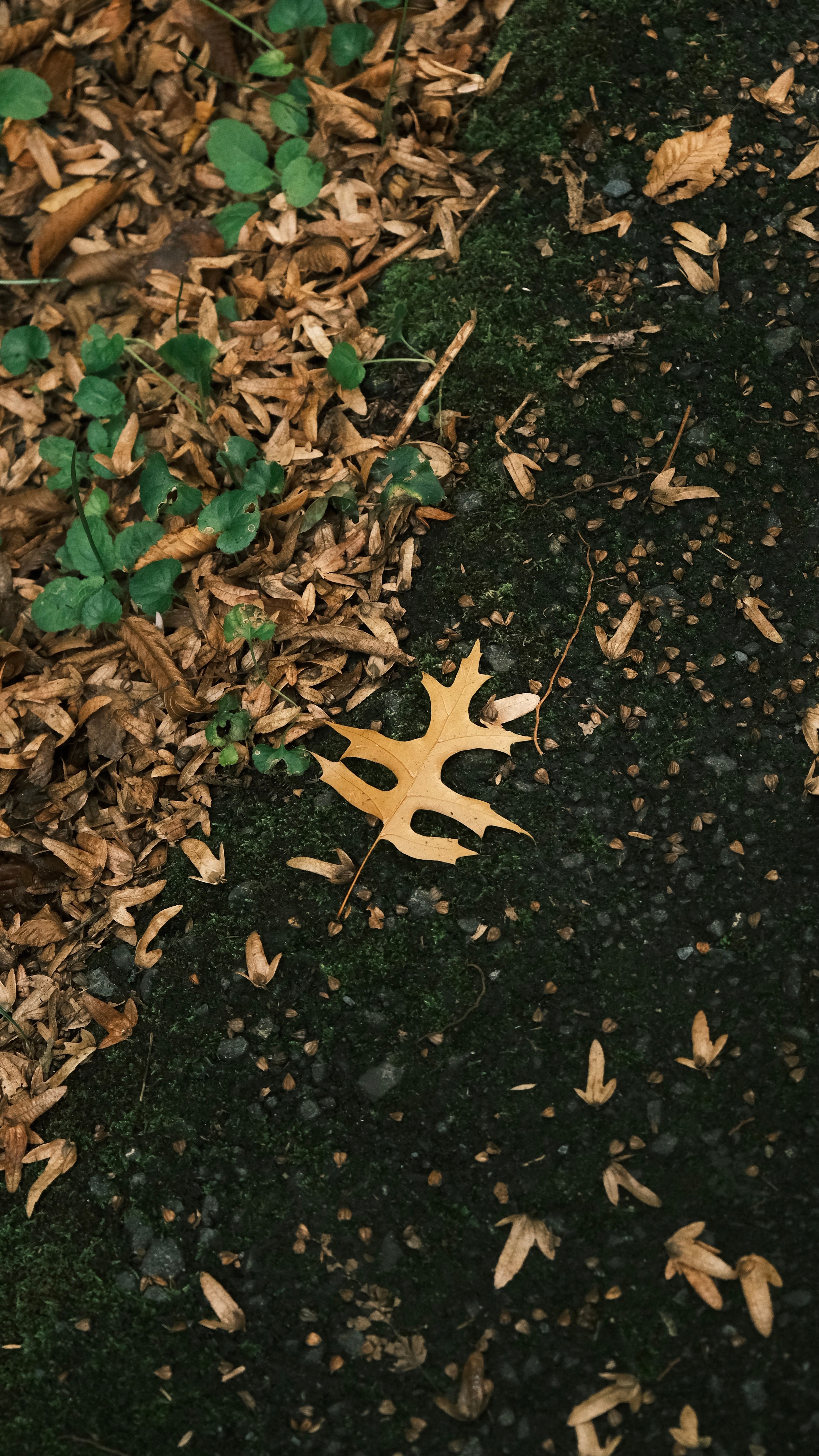 Fallen Oak Leaf on Mossy Ground in Autumn · Free Stock Photo