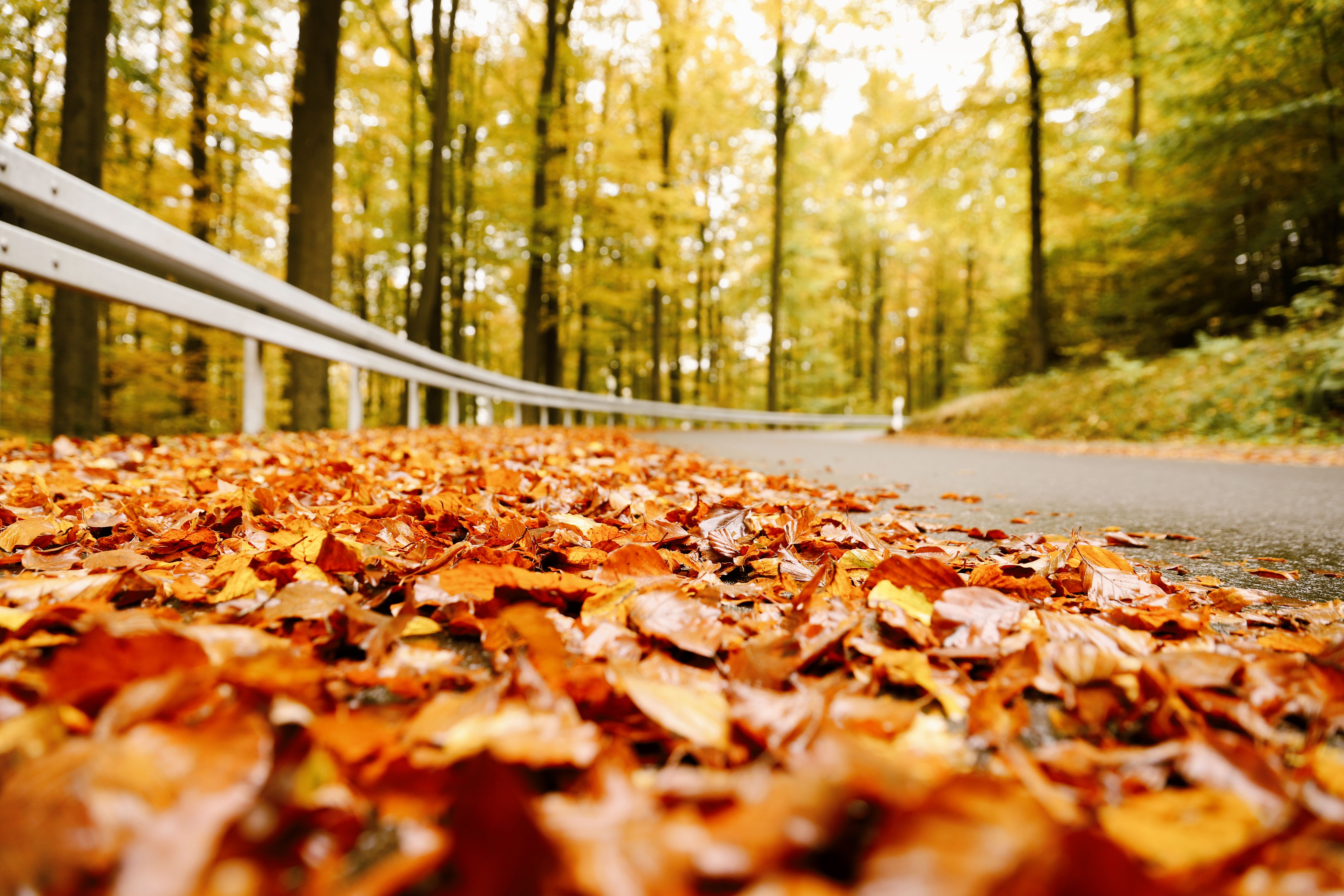 Scenic Autumn Road with Fallen Leaves and Forest · Free Stock Photo