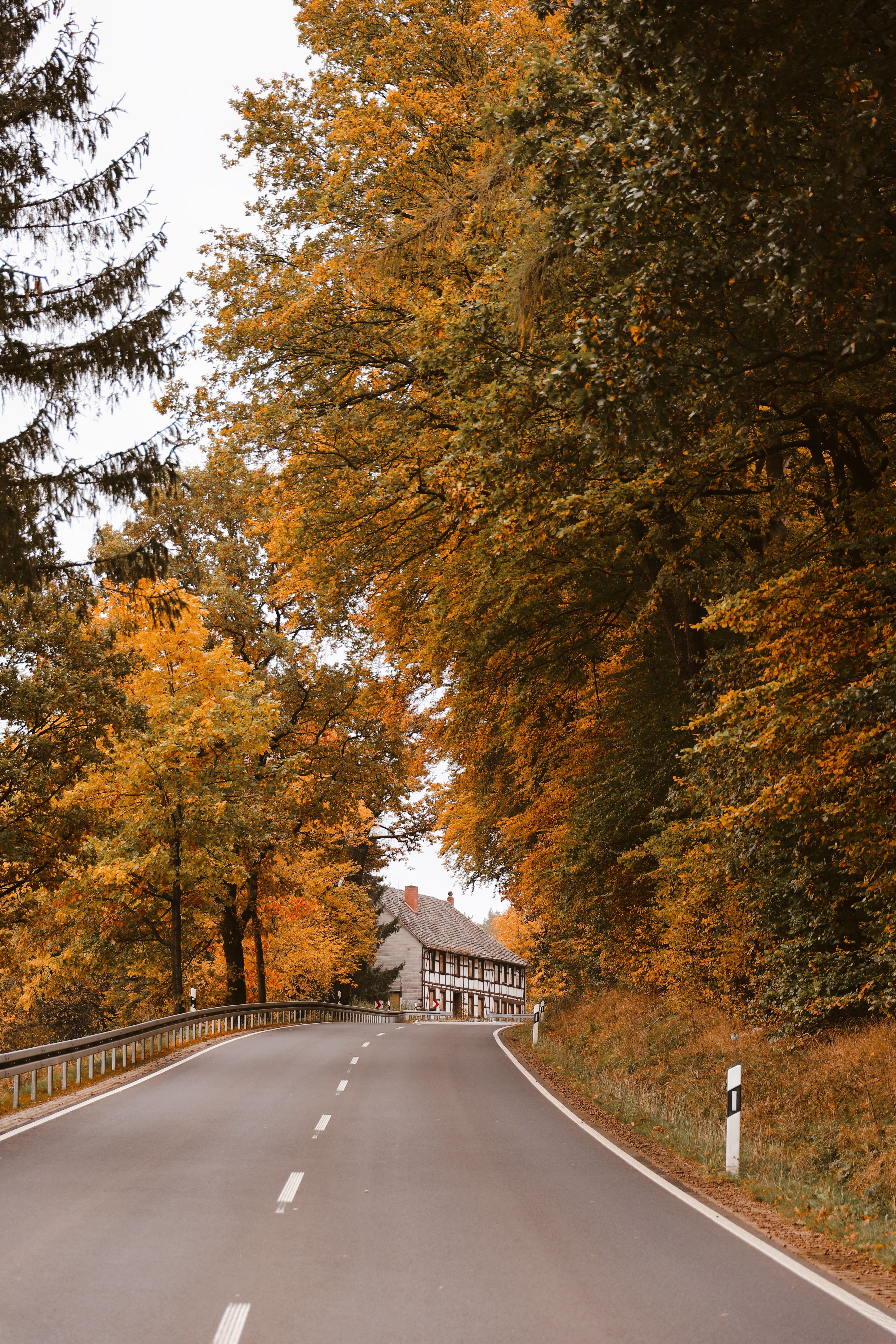 Scenic Autumn Road in a Sunlit Forest · Free Stock Photo