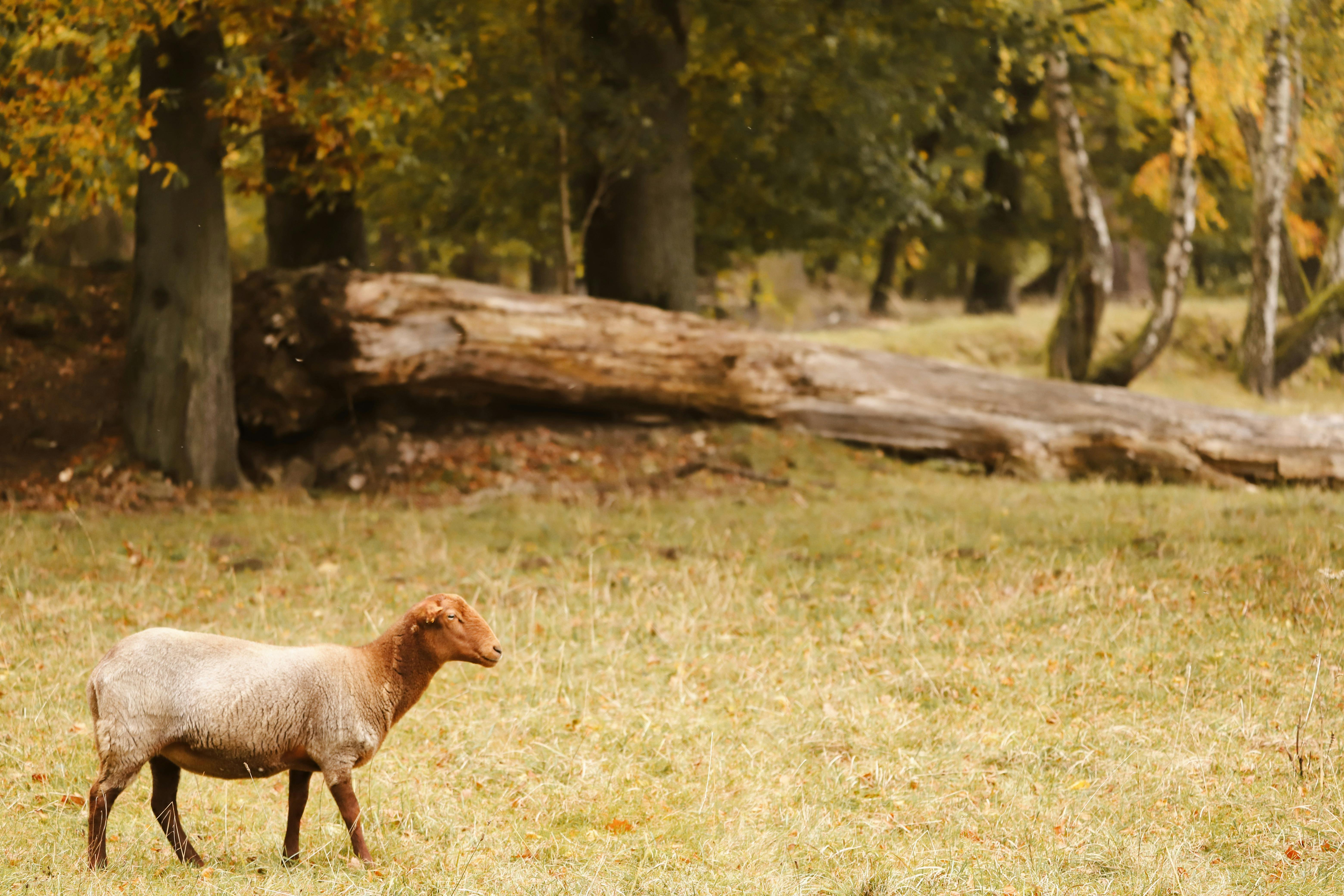 Argan Tree Farm Photos, Download The BEST Free Argan Tree Farm Stock ...