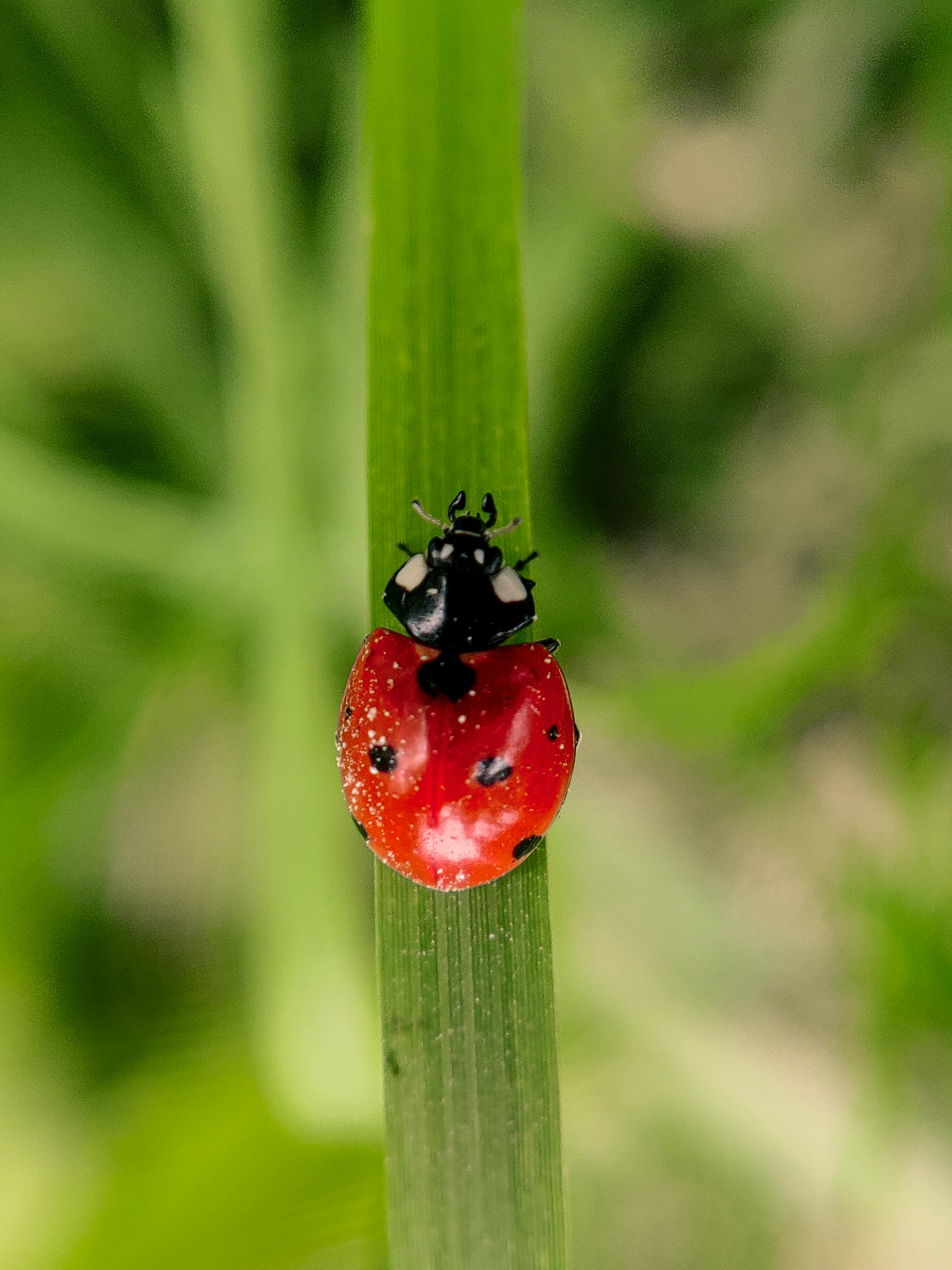 Pest Control Photos, Download The BEST Free Pest Control Stock Photos ...