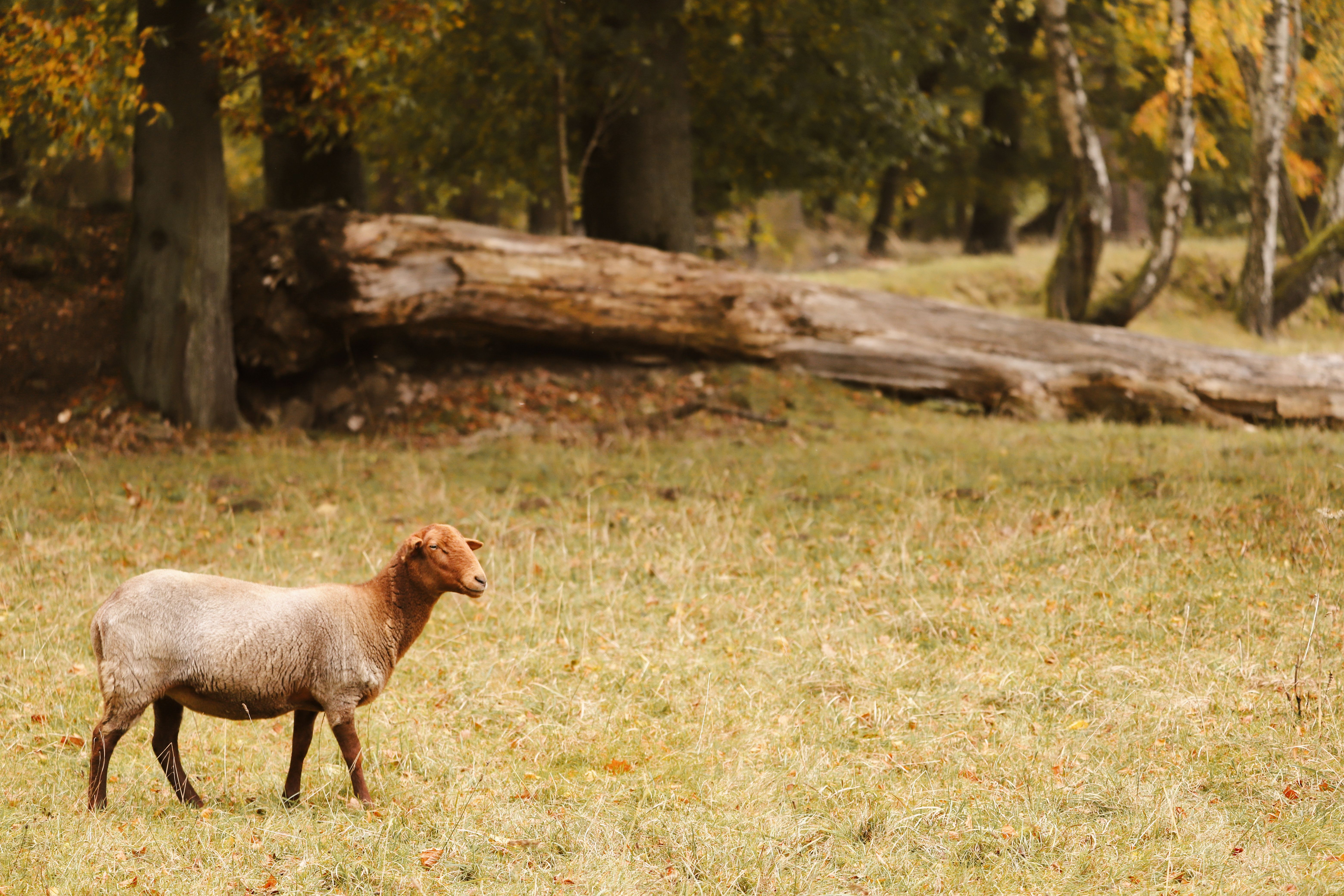 Grazing Sheep in Scenic Autumn Meadow · Free Stock Photo