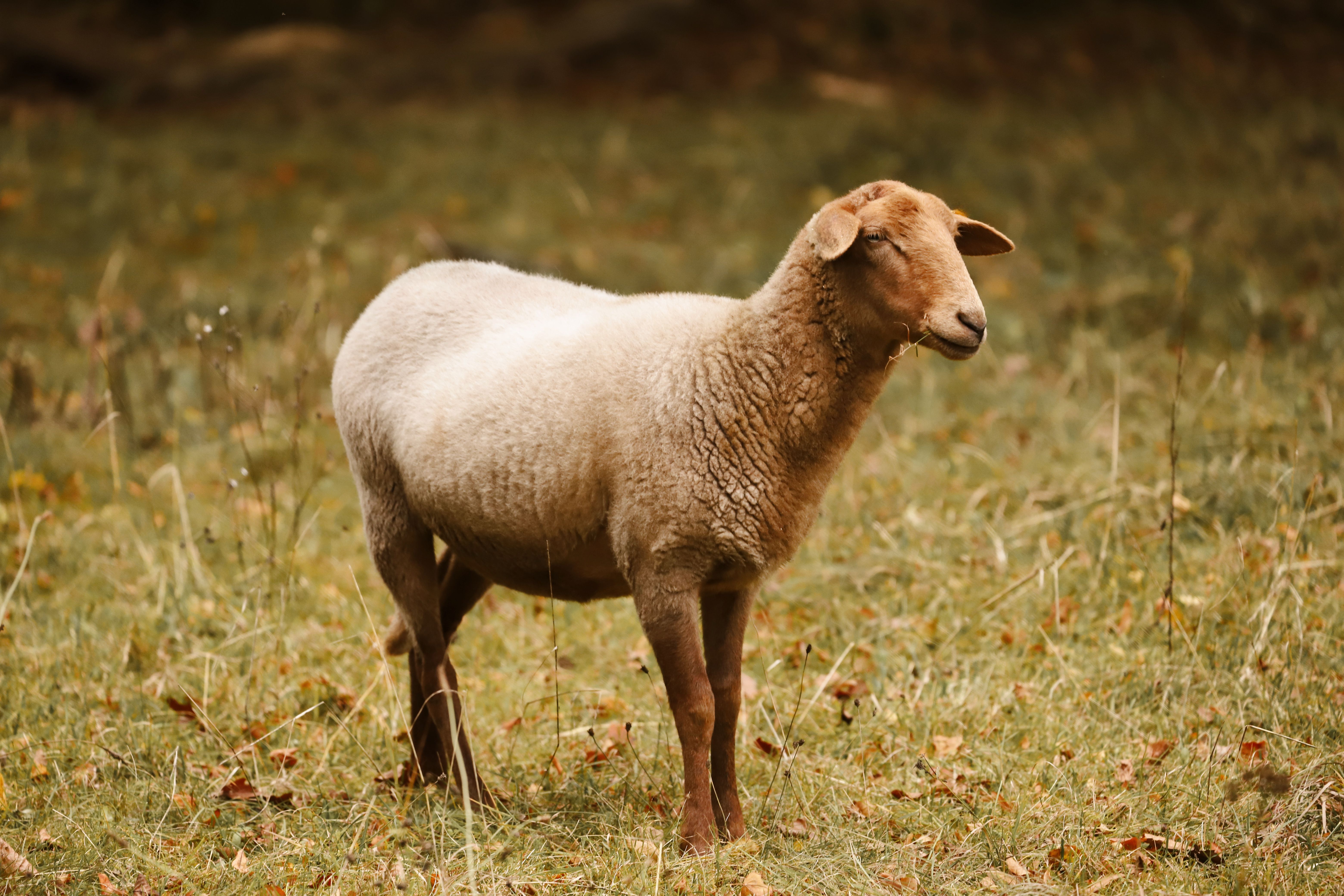 Grazing Sheep in a Peaceful Meadow · Free Stock Photo