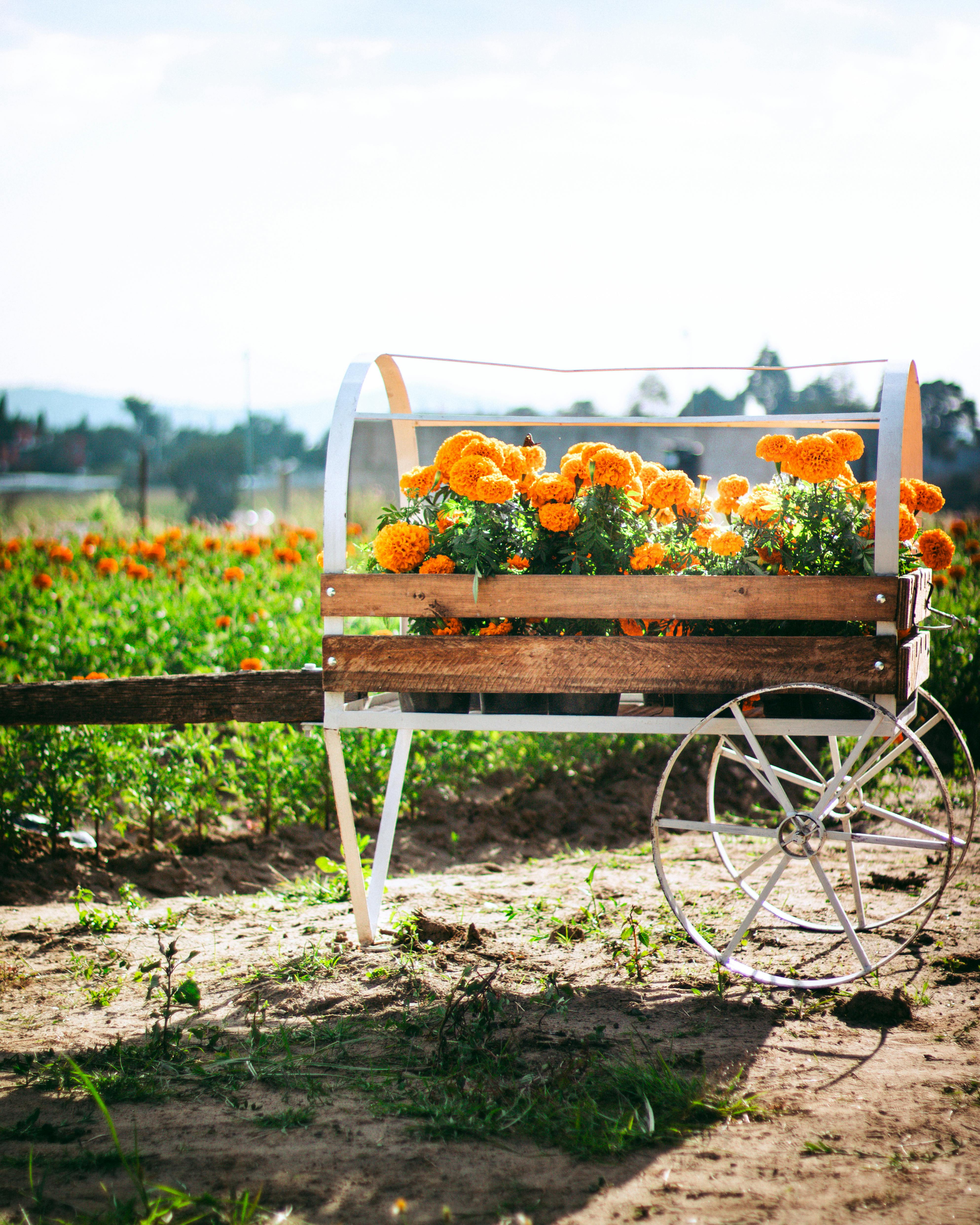 Carro Rústico Con Flores De Caléndula Vibrantes En Un Campo Floreciente ...