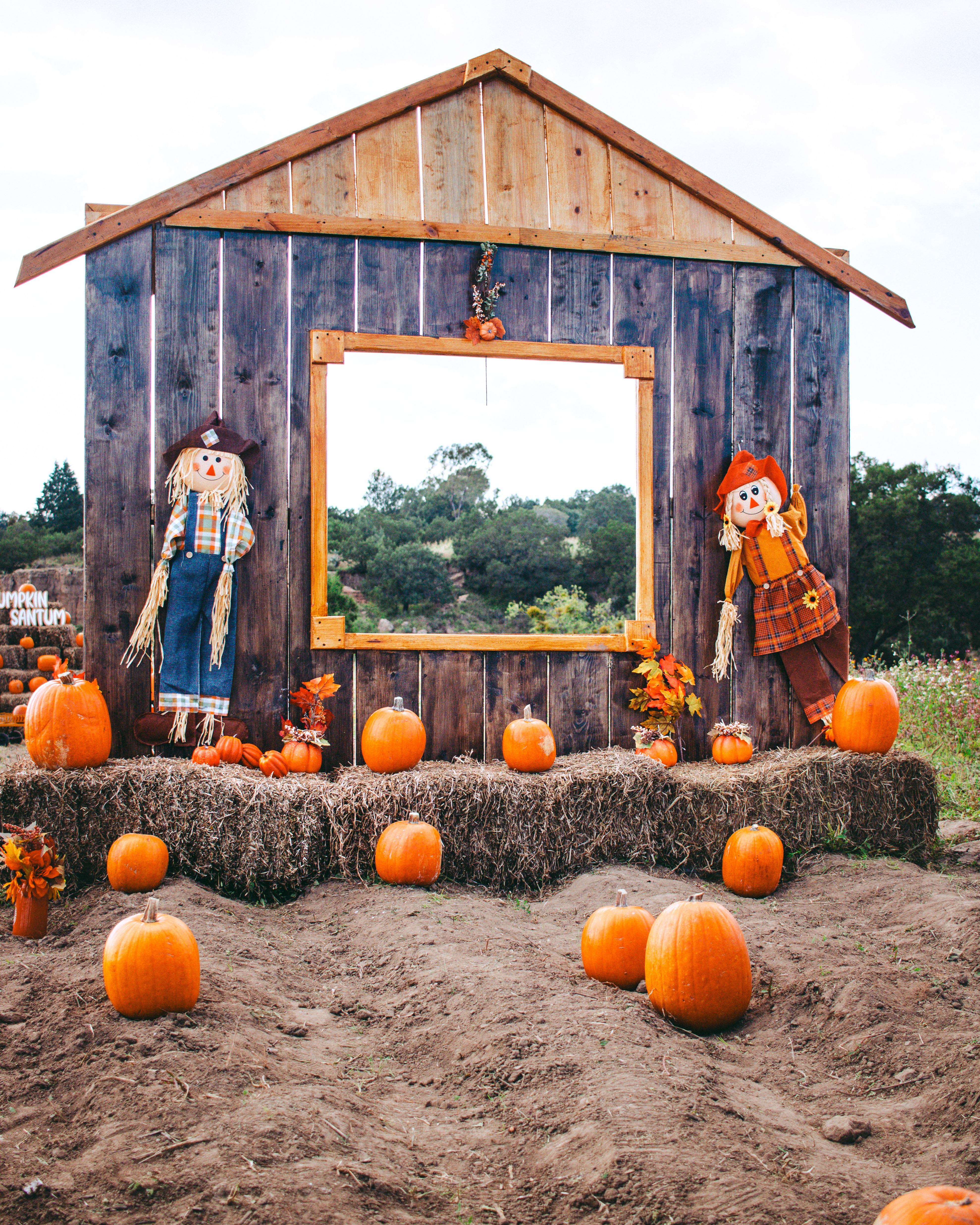Festive Halloween Pumpkin Patch with Scarecrows · Free Stock Photo