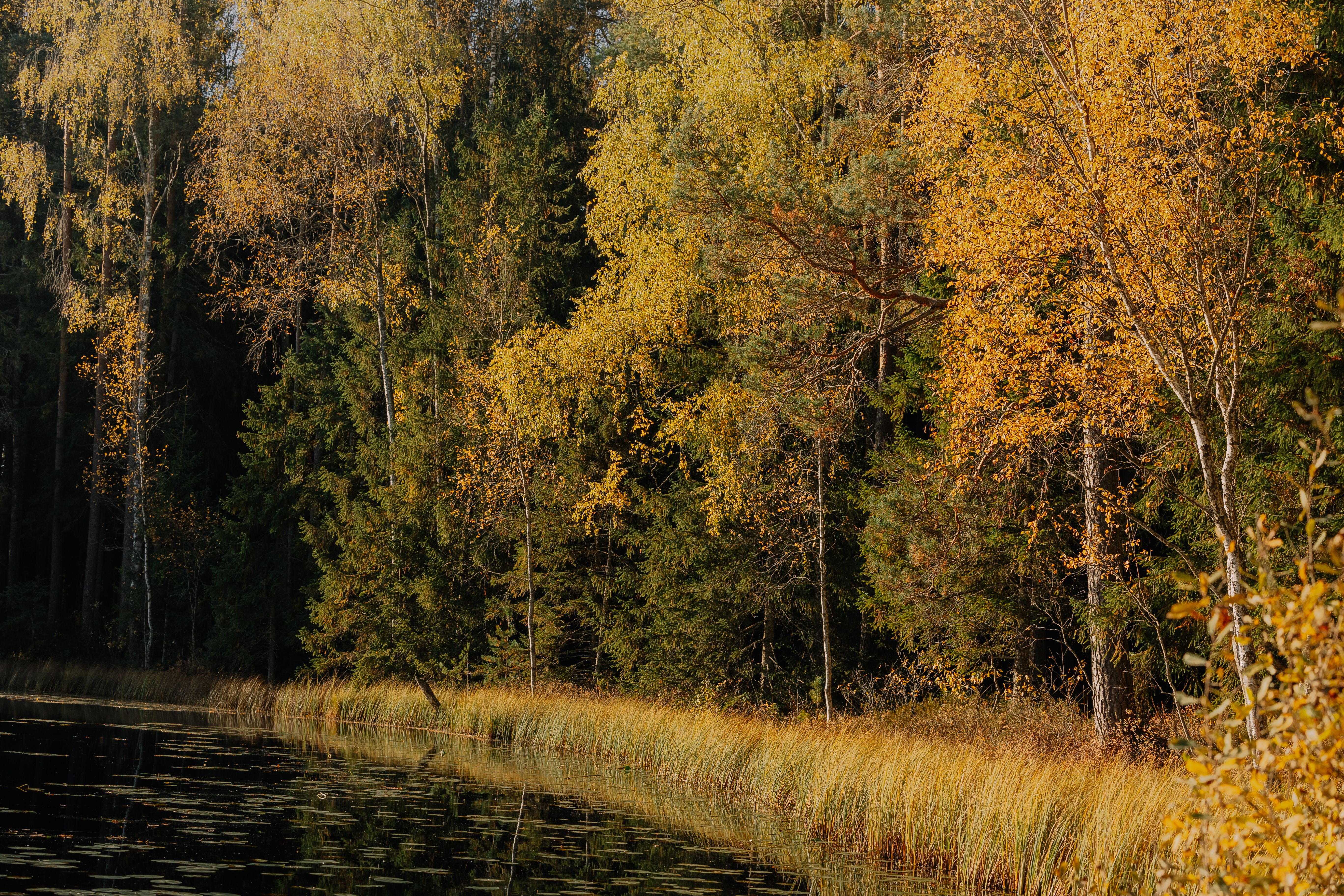 Getah Pohon Birch Photos, Download The BEST Free Getah Pohon Birch ...