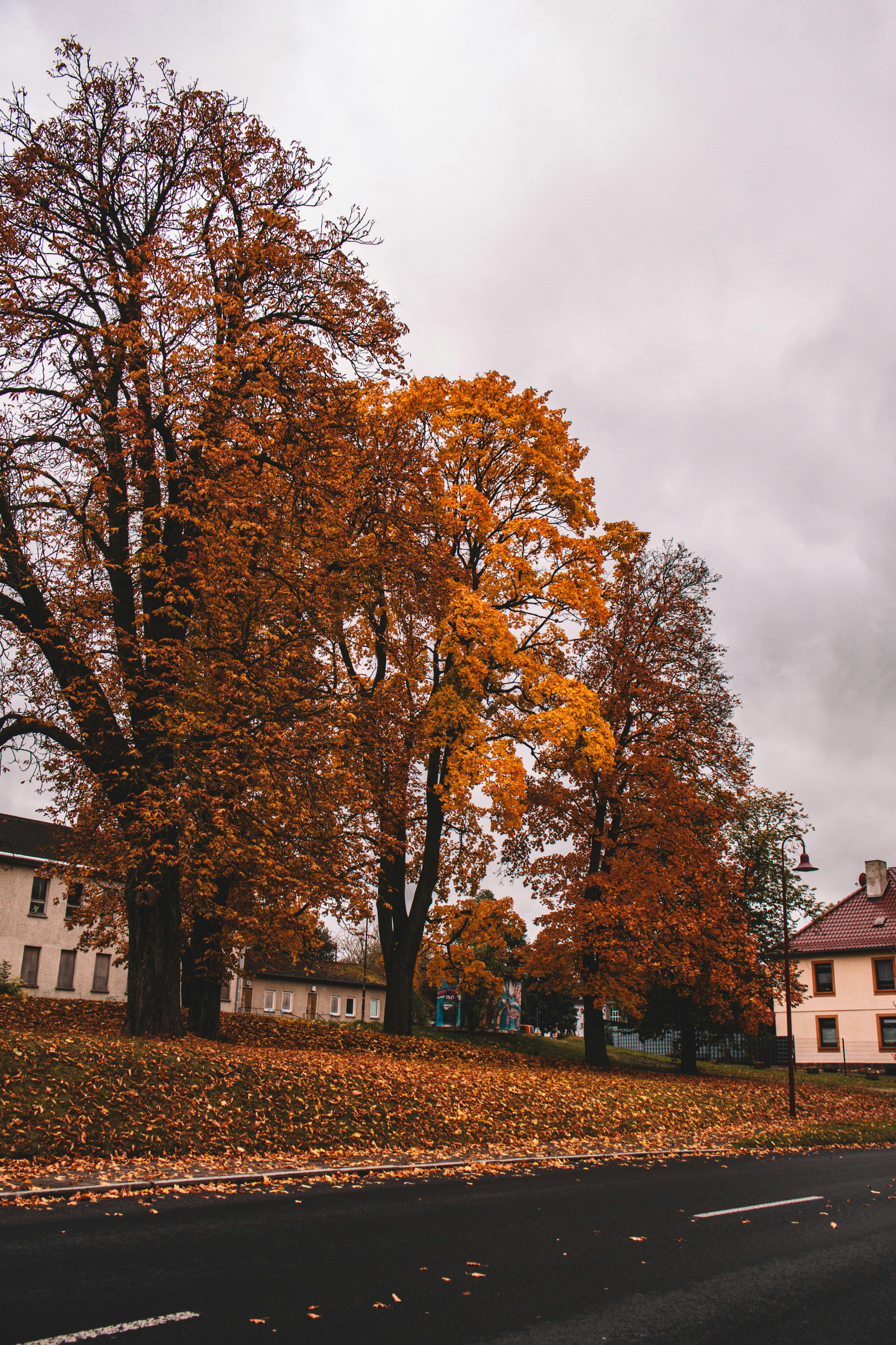 Trees during Fall · Free Stock Photo