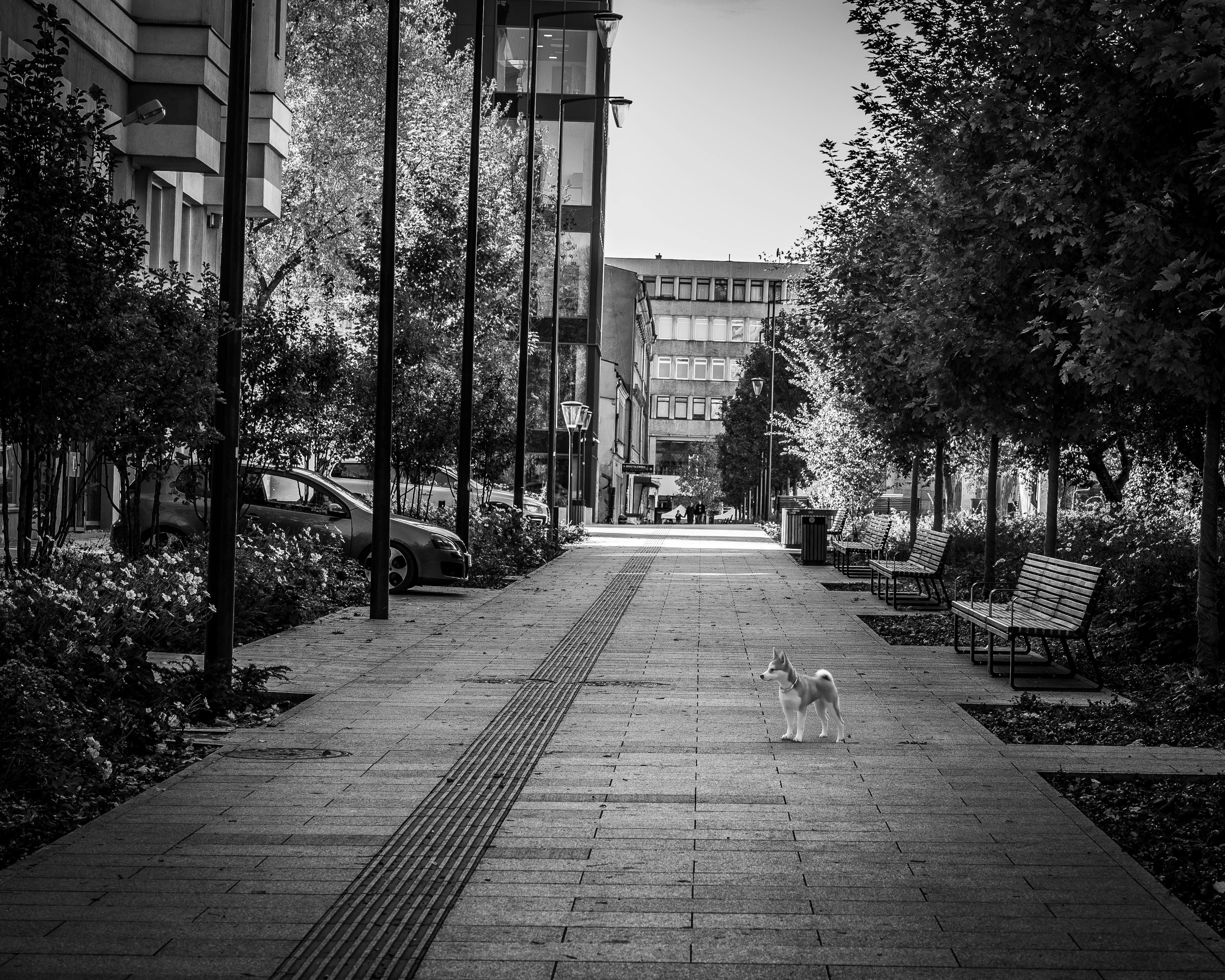 Black and White Image of Lone Dog on Urban Walkway · Free Stock Photo