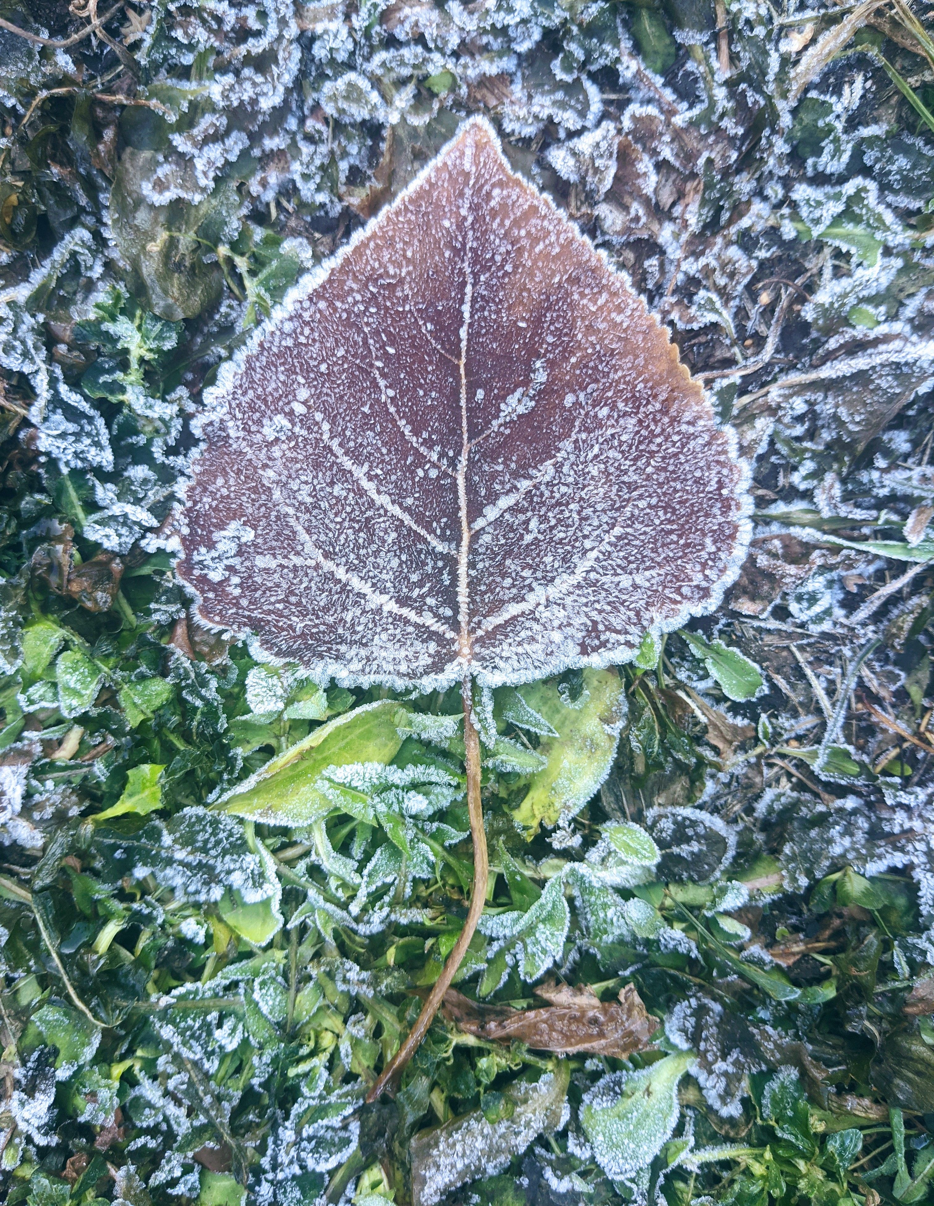 Frosted Leaf on Grass: Nature's Autumn Canvas · Free Stock Photo