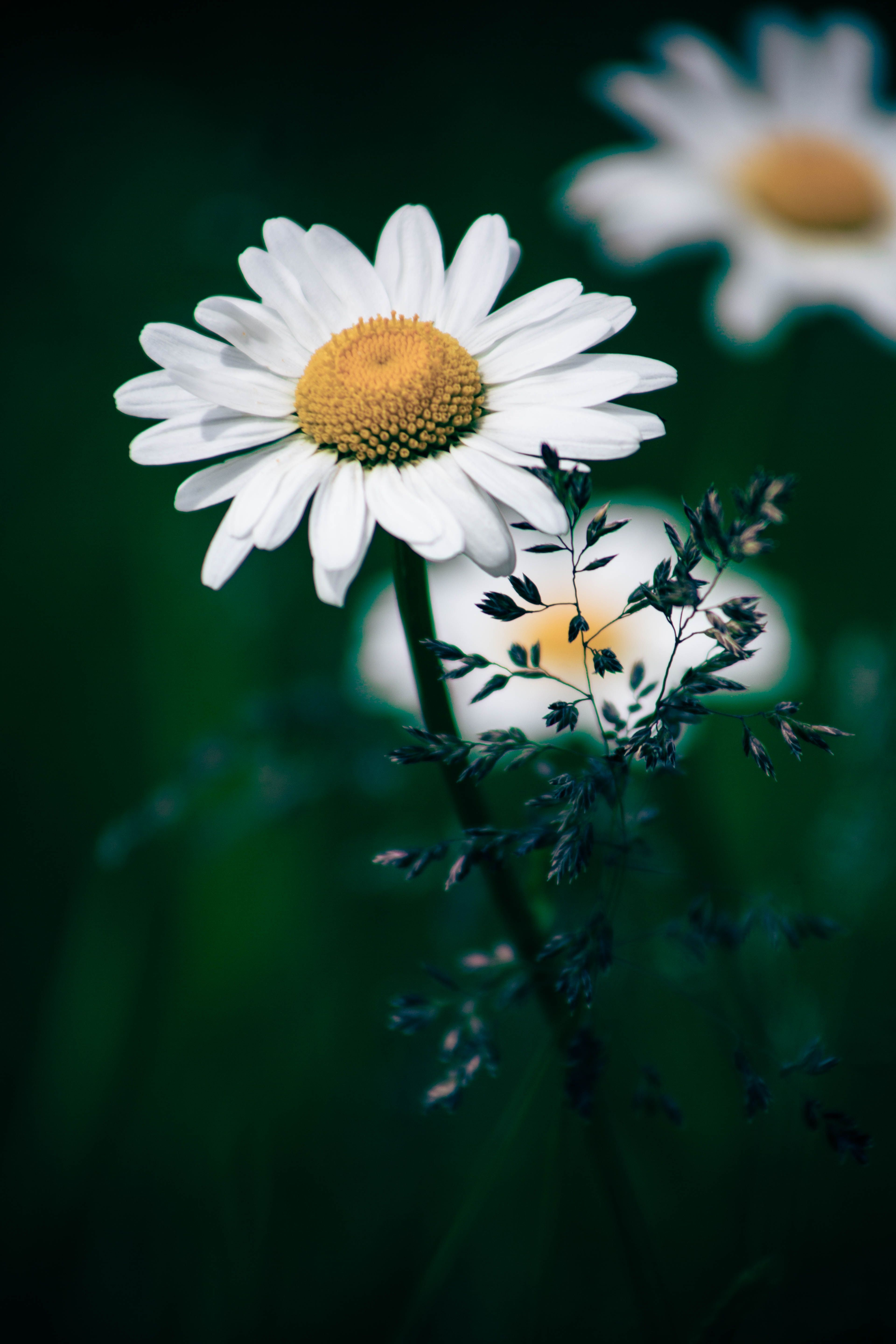 Blooming White Daisy in Summer Meadow · Free Stock Photo