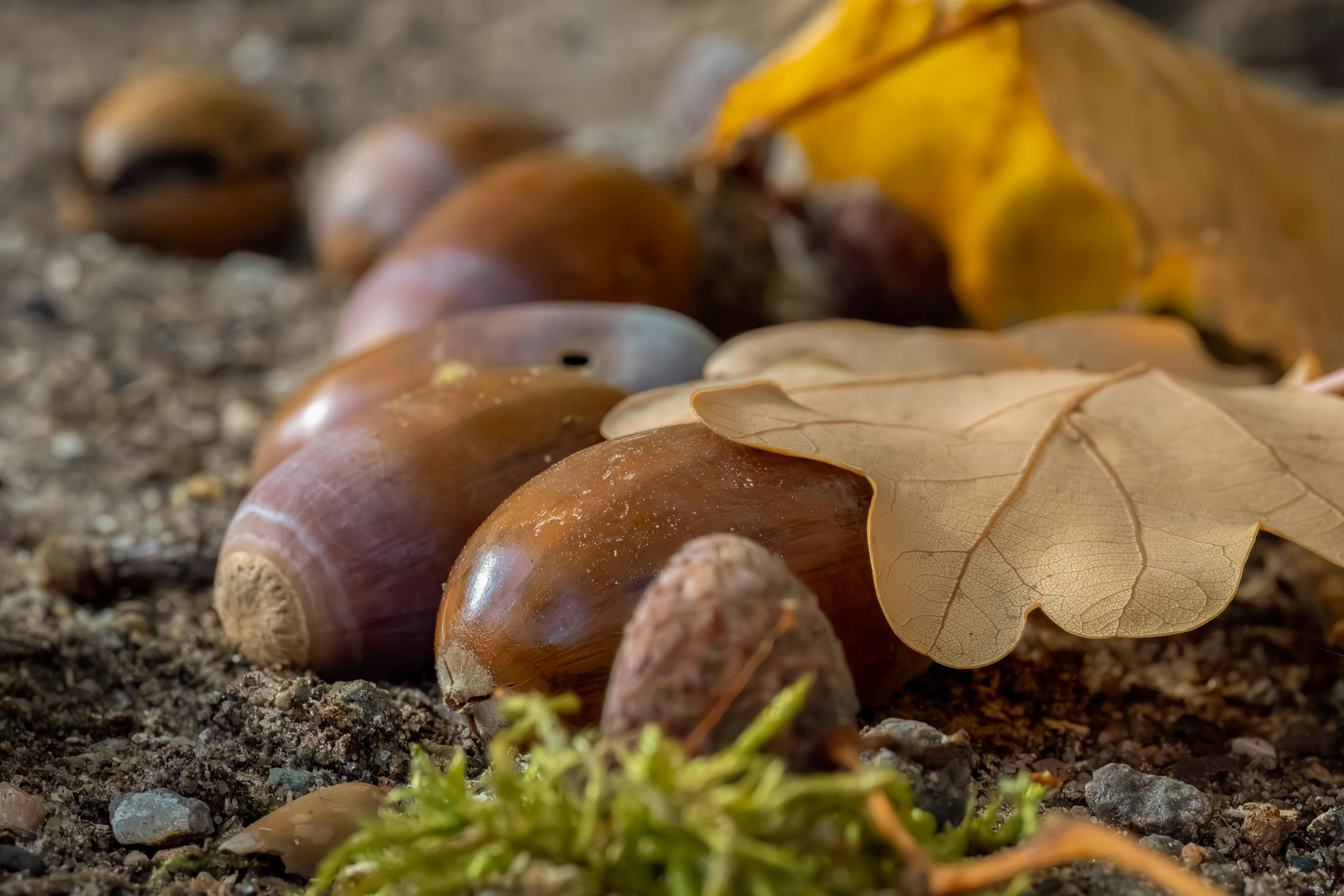 Close-up of Autumn Acorns and Leaves on Forest Ground · Free Stock Photo